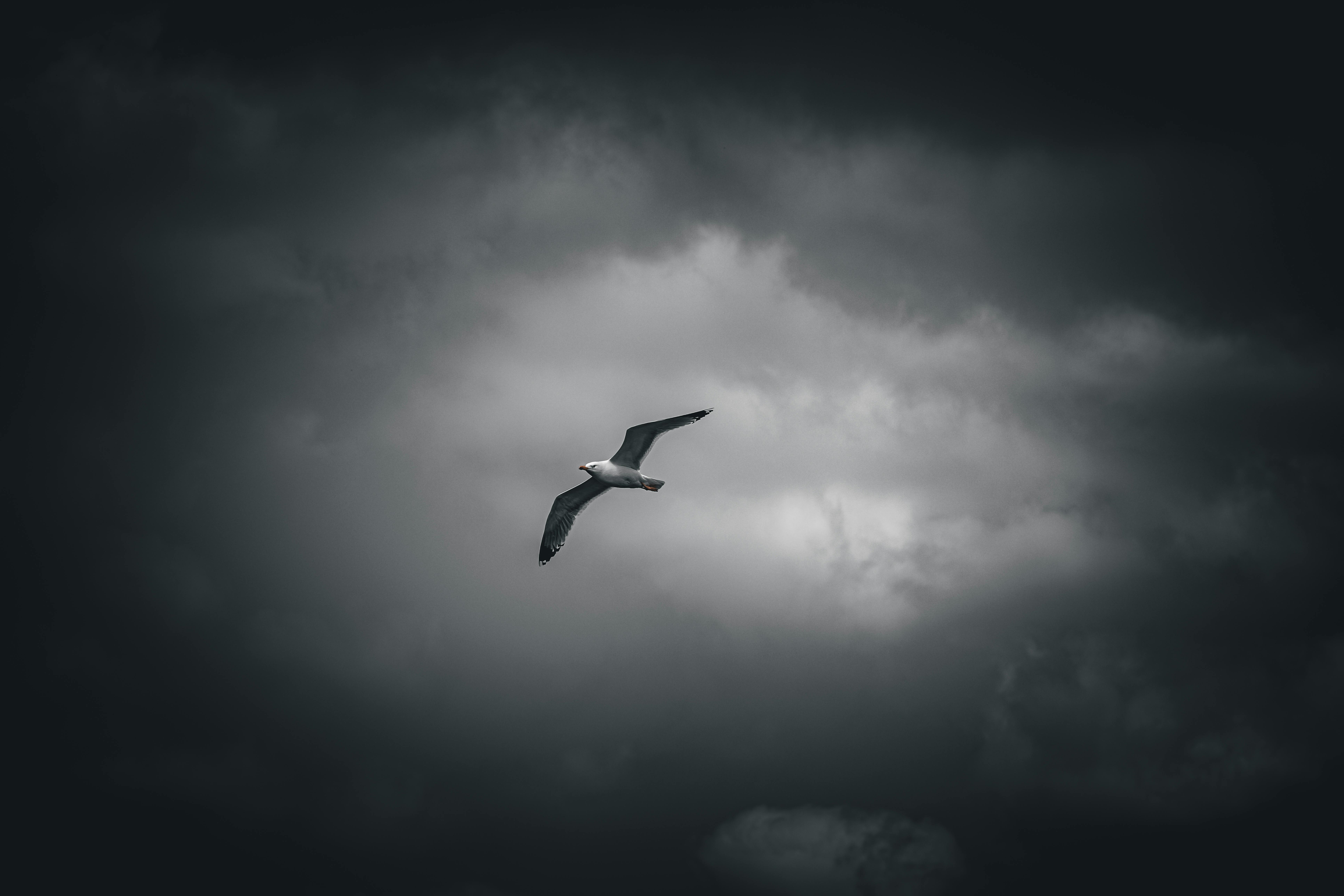 Low Angle Photography of Four Flying Birds · Free Stock Photo