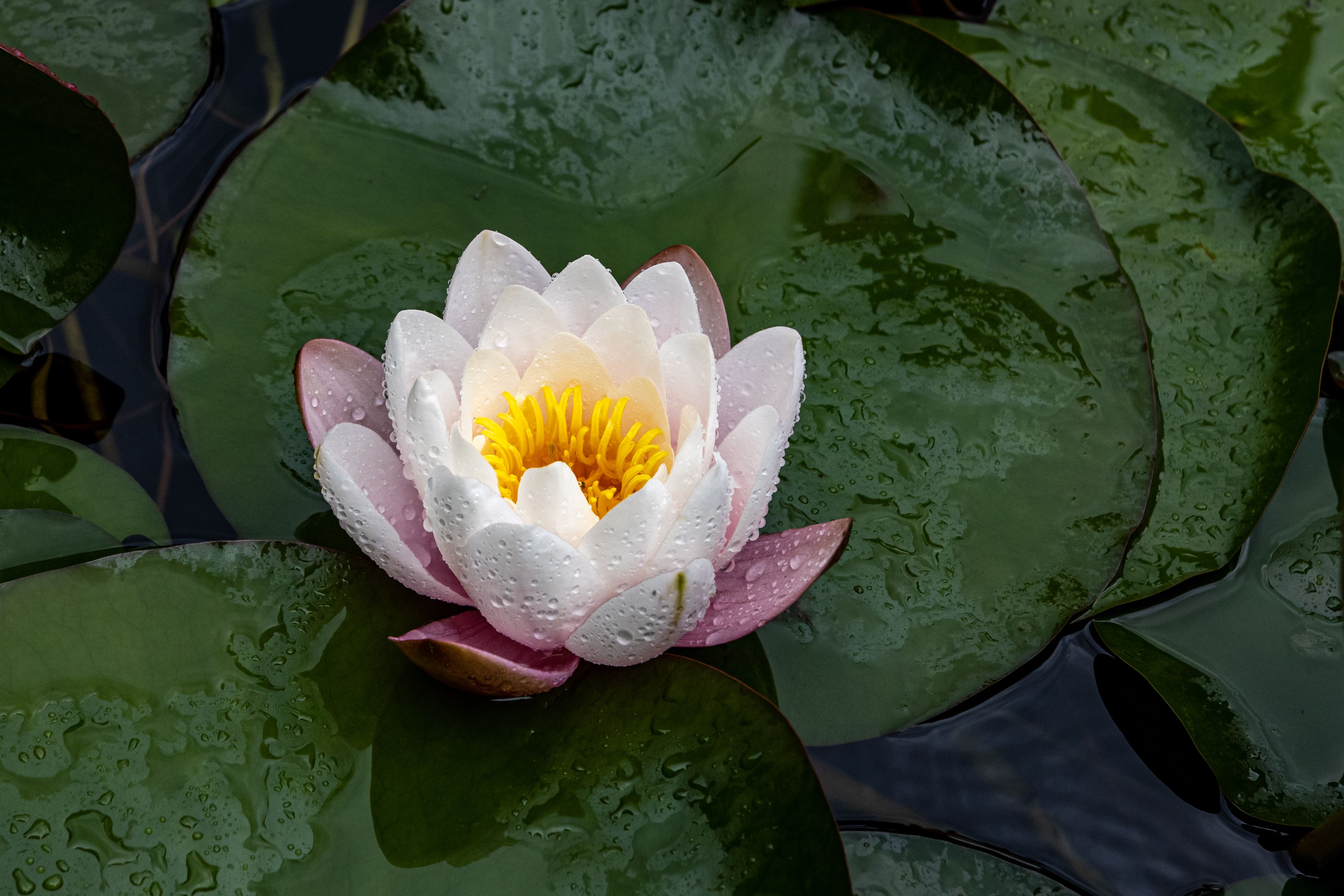 Rain Flower Photos, Download The BEST Free Rain Flower Stock Photos ...