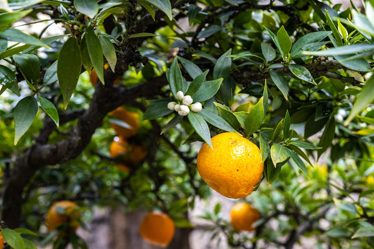 Orange Tree Photos, Download The BEST Free Orange Tree Stock Photos ...