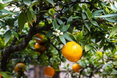 Orange Tree Photos, Download The BEST Free Orange Tree Stock Photos ...