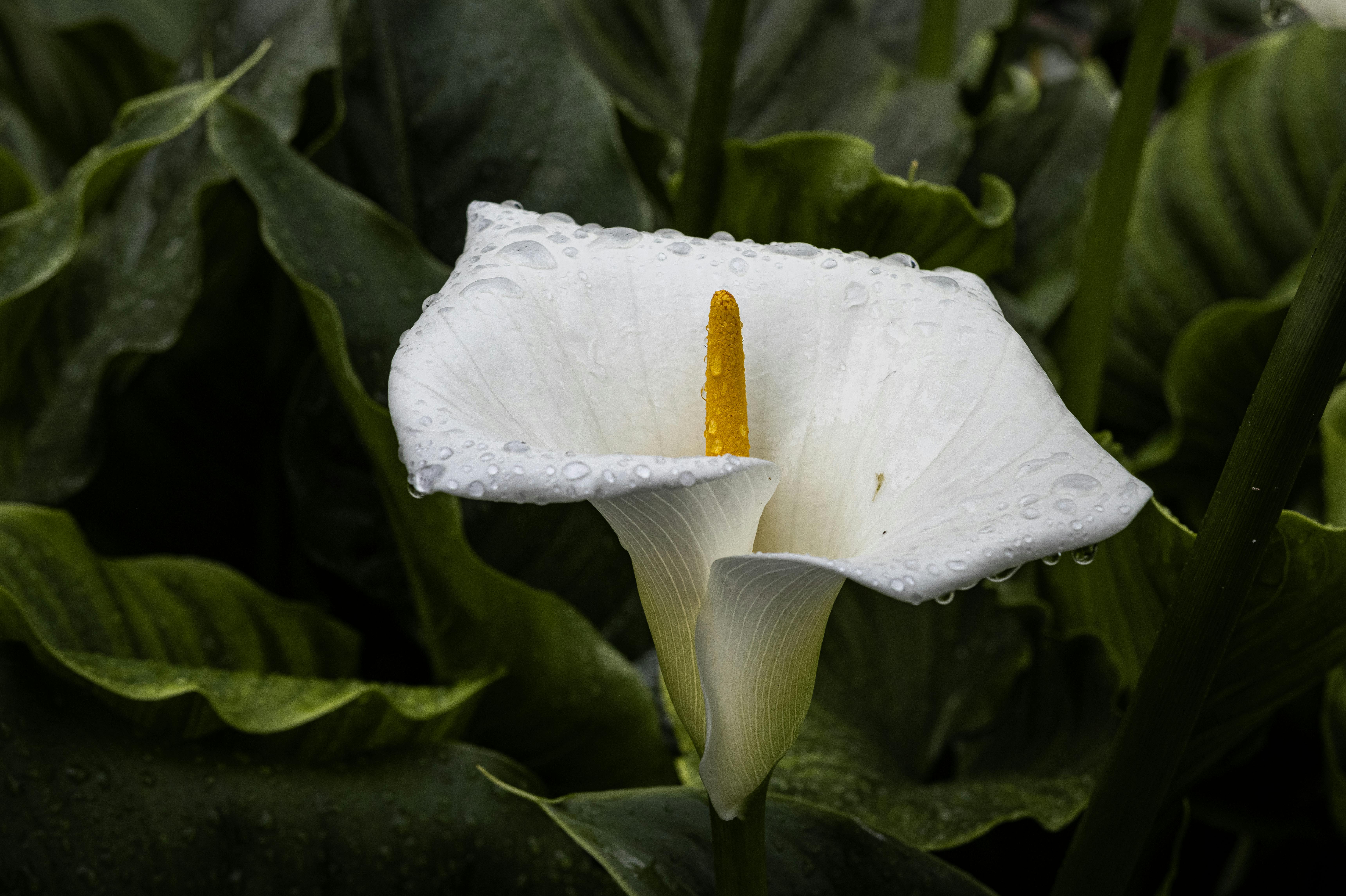 Calla Lily Photos, Download The BEST Free Calla Lily Stock Photos & HD ...