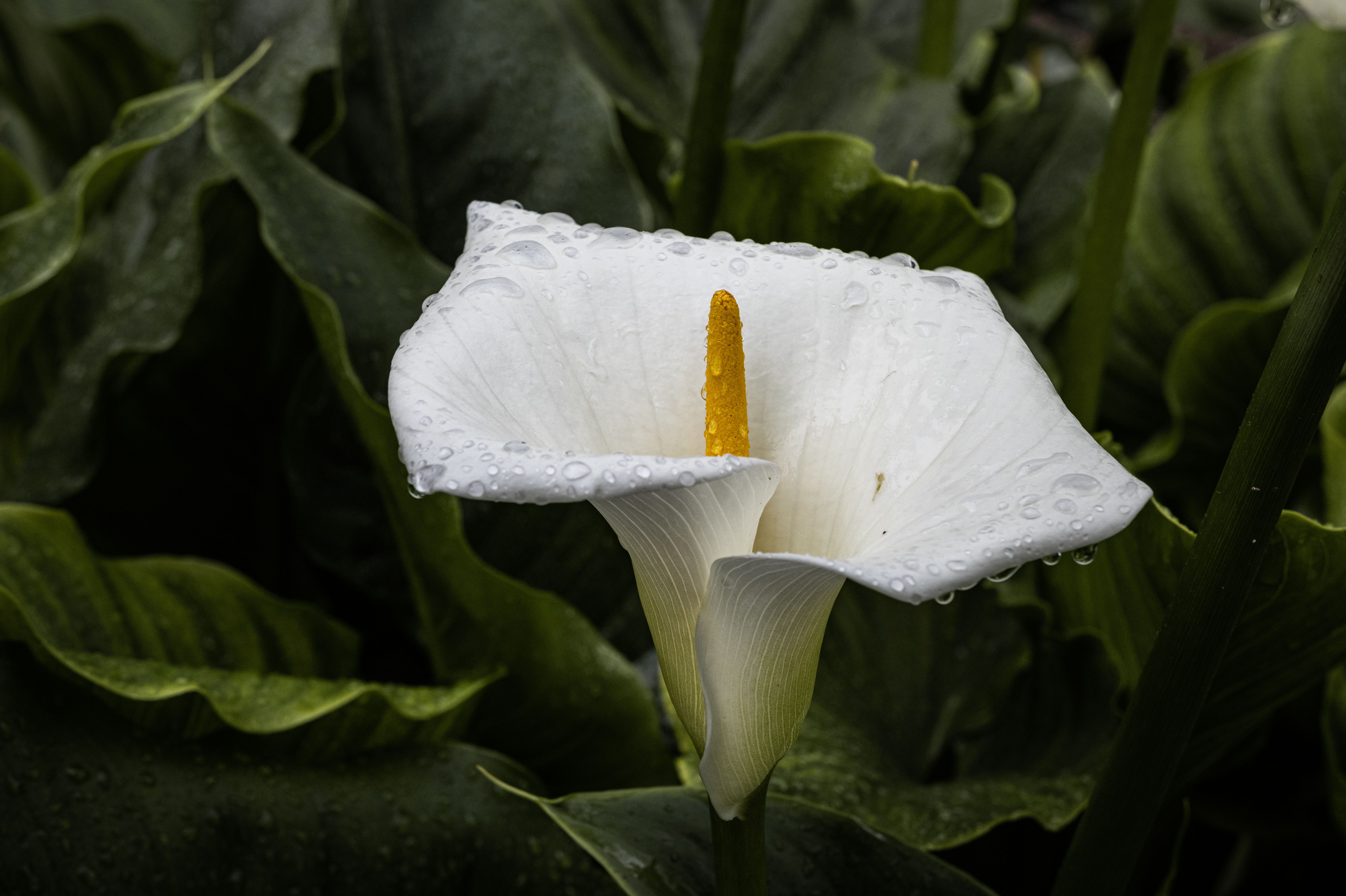 Foto stok gratis tentang alam, basah, batang, berbunga, berkebun ...