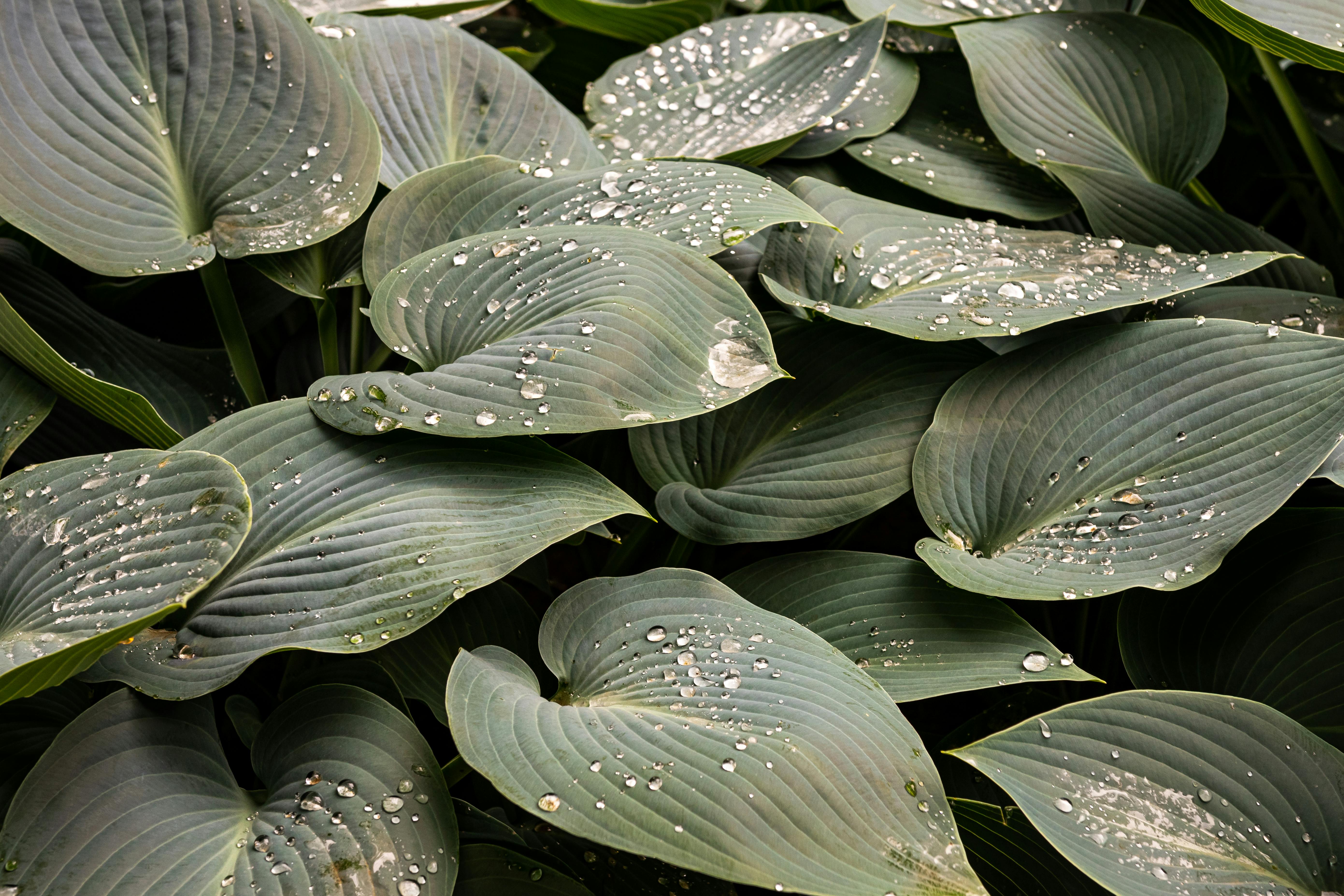 Leaves of Hosta · Free Stock Photo