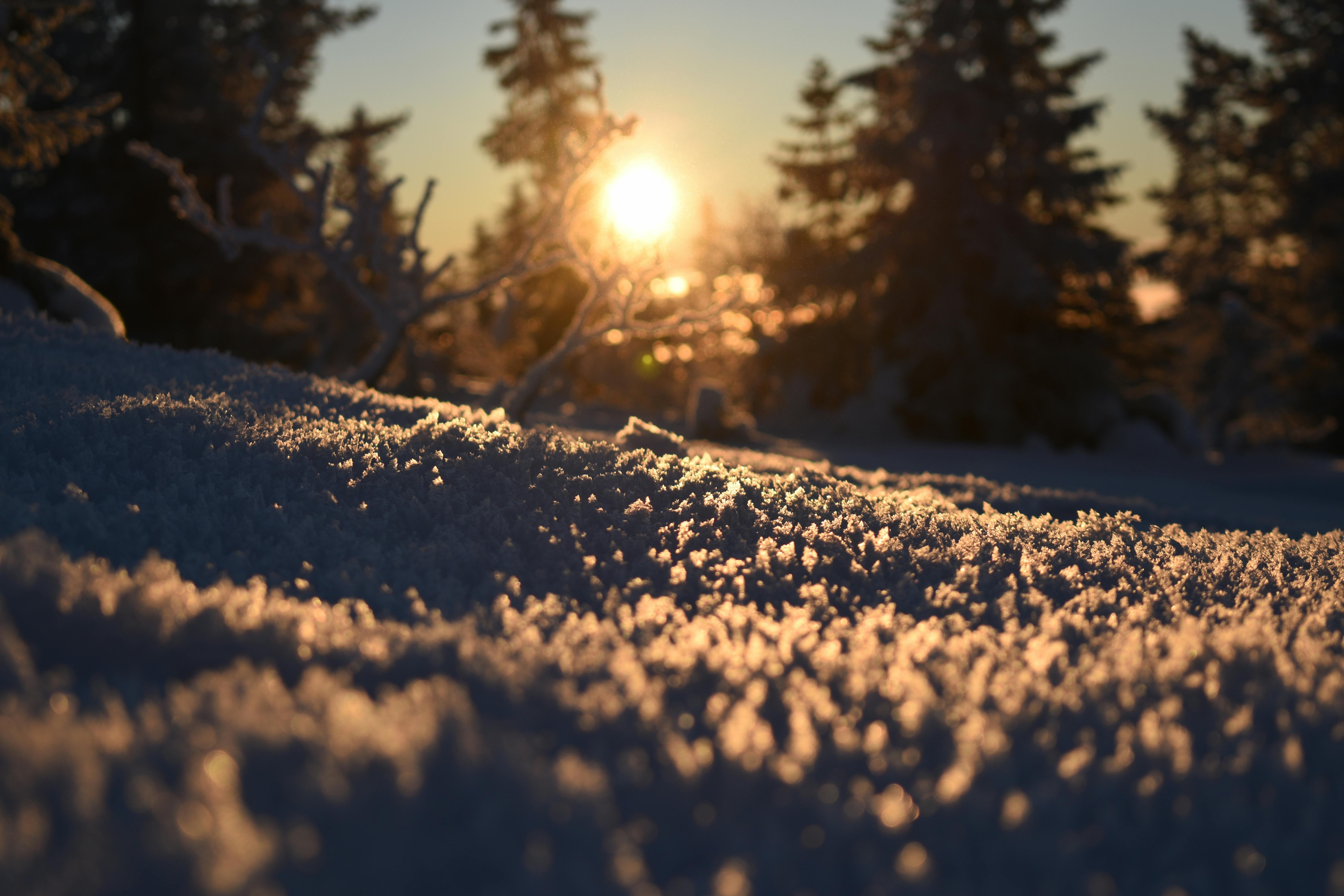 Foto profissional gratuita de árvores, clima, com frio