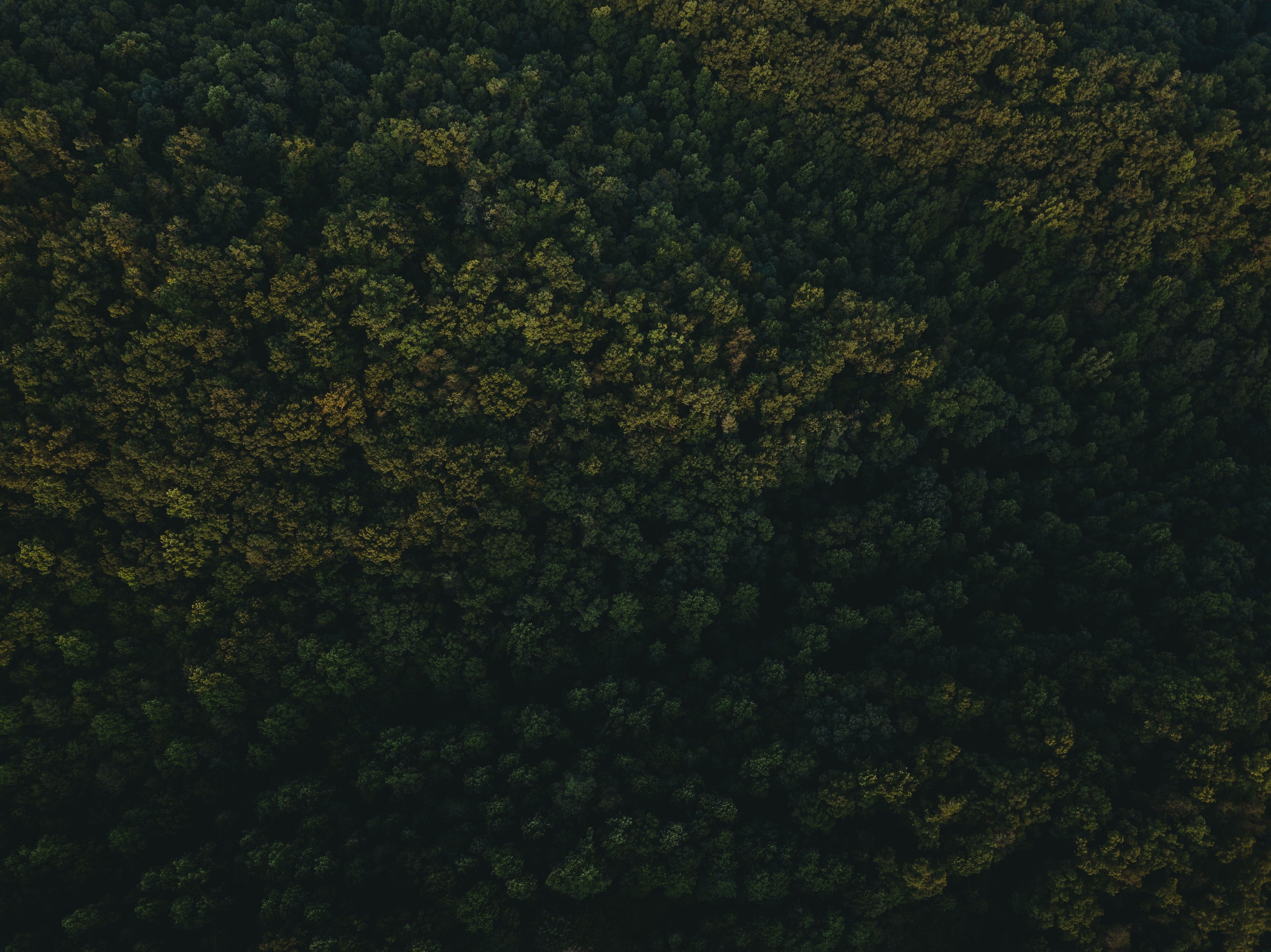 Tree Crowns of a Forest · Free Stock Photo