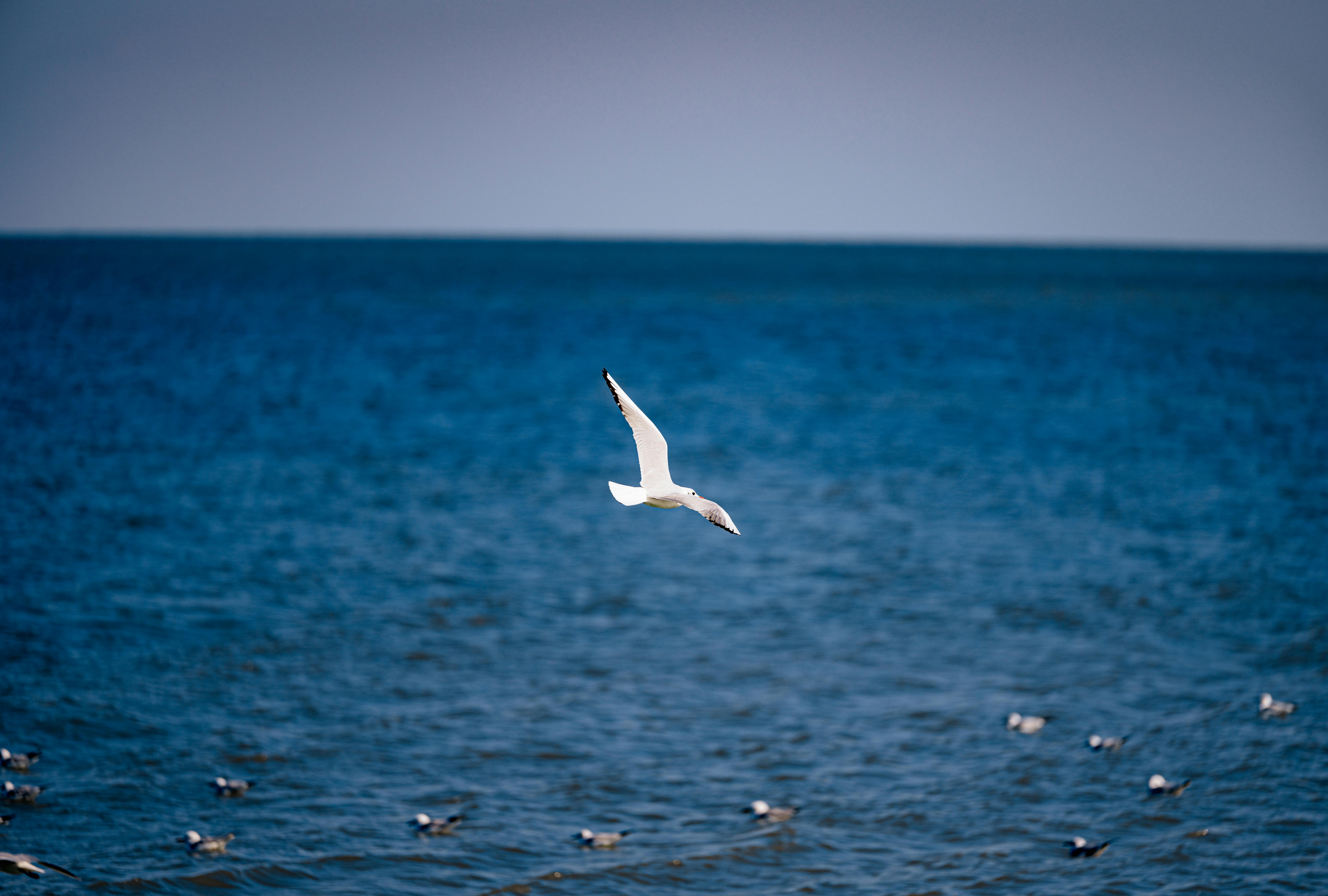 Bird Flying off a Branch · Free Stock Photo