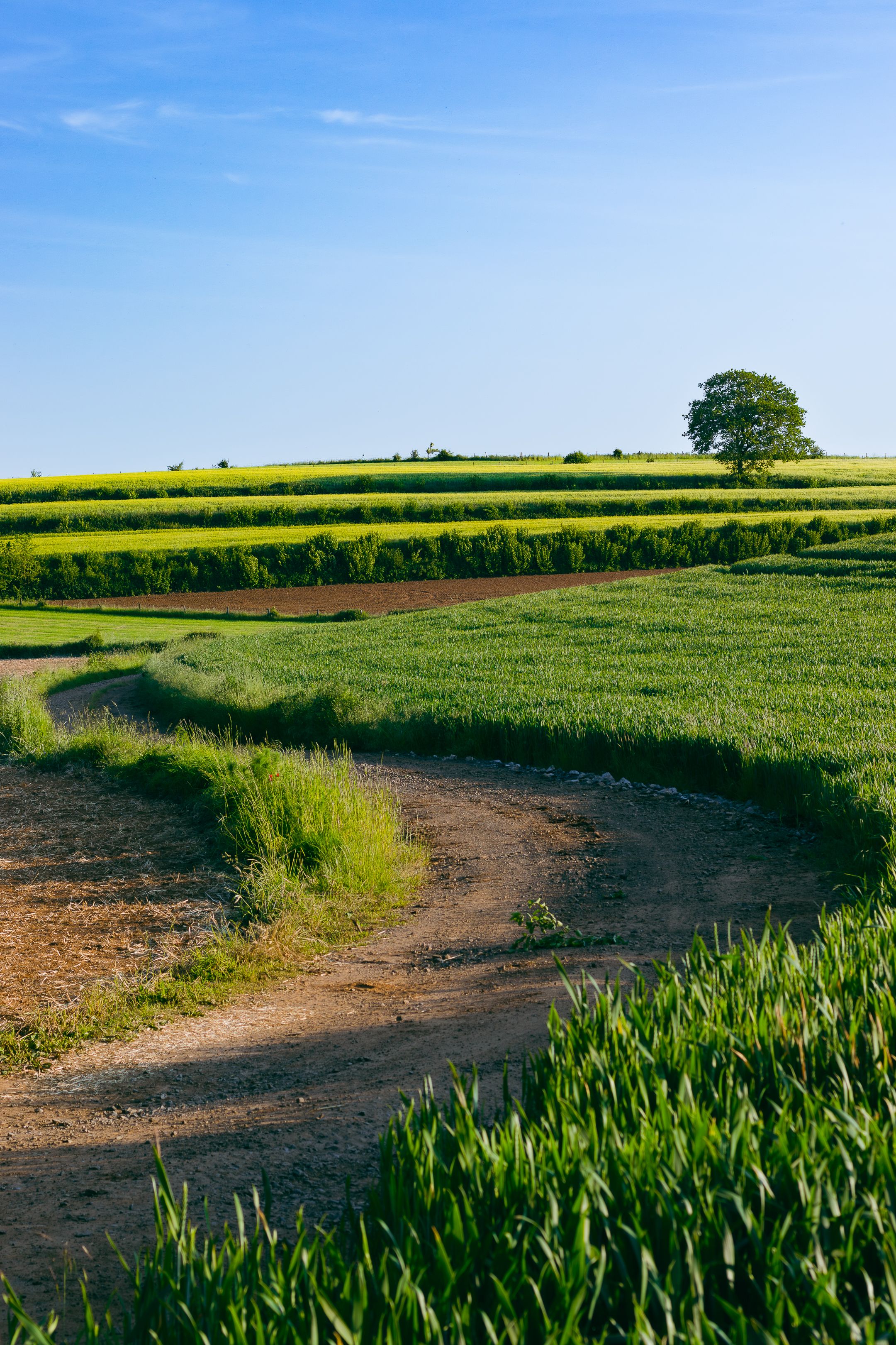 Champ D'herbe Photos, Download The BEST Free Champ D'herbe Stock Photos ...