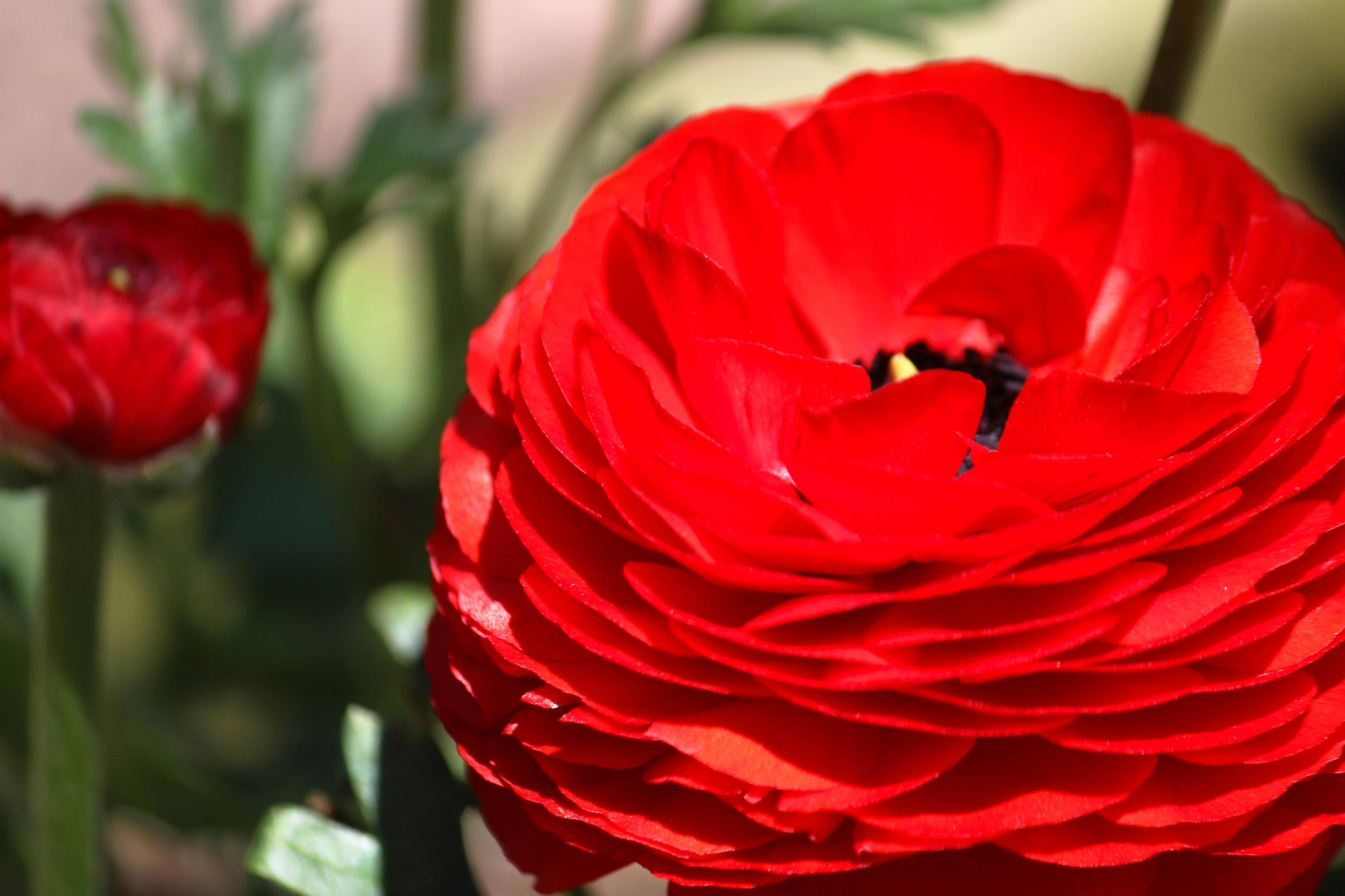 Kostenloses Foto zum Thema: rote blumen, rote blüten