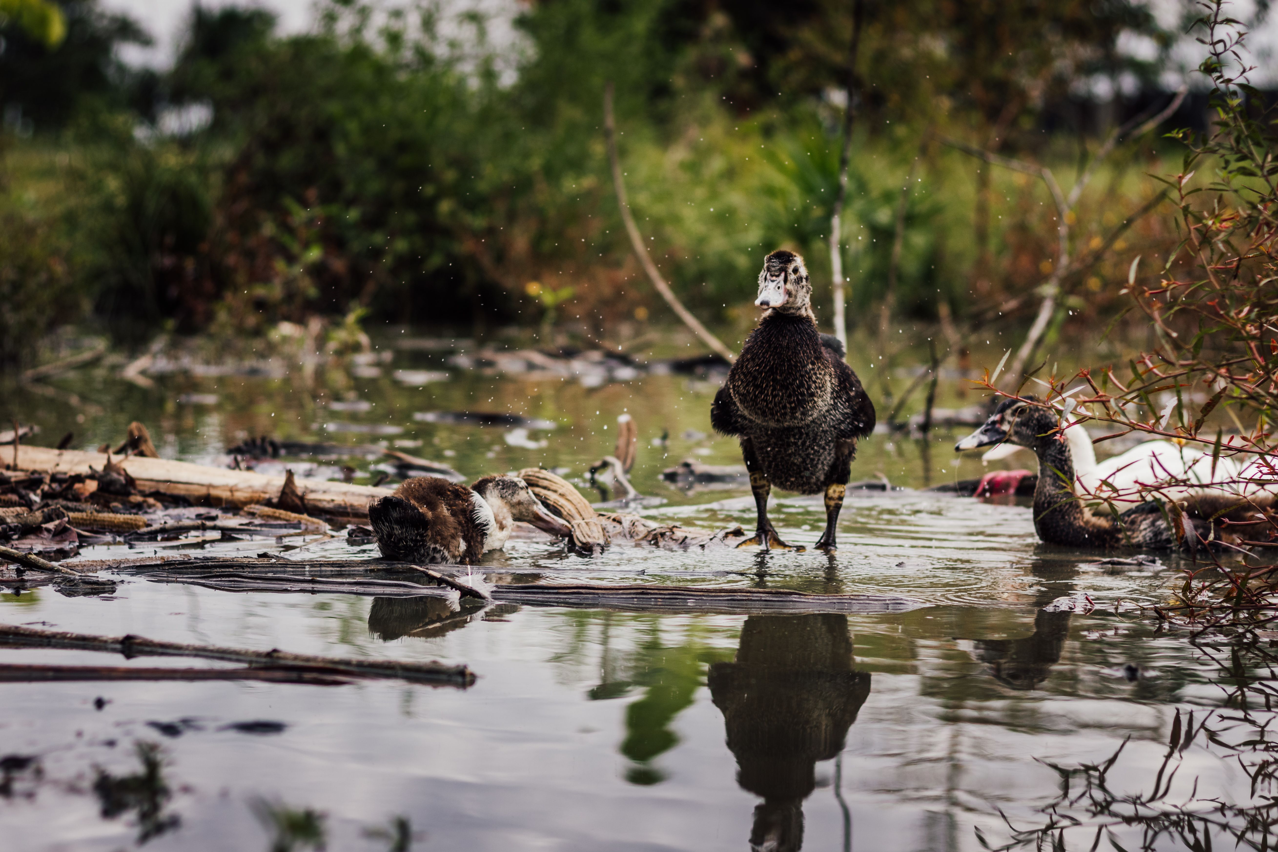 Close-up of Ducks Wading in Shallow Water · Free Stock Photo