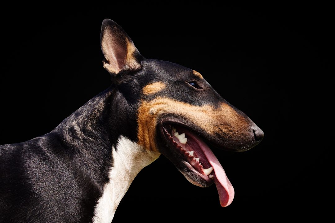 Understanding Hemangiosarcoma Stages & Cancer Care Options