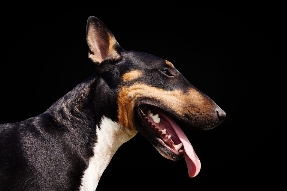 Diagnosing Pyometra Radiograph Dog with Accurate X-Rays