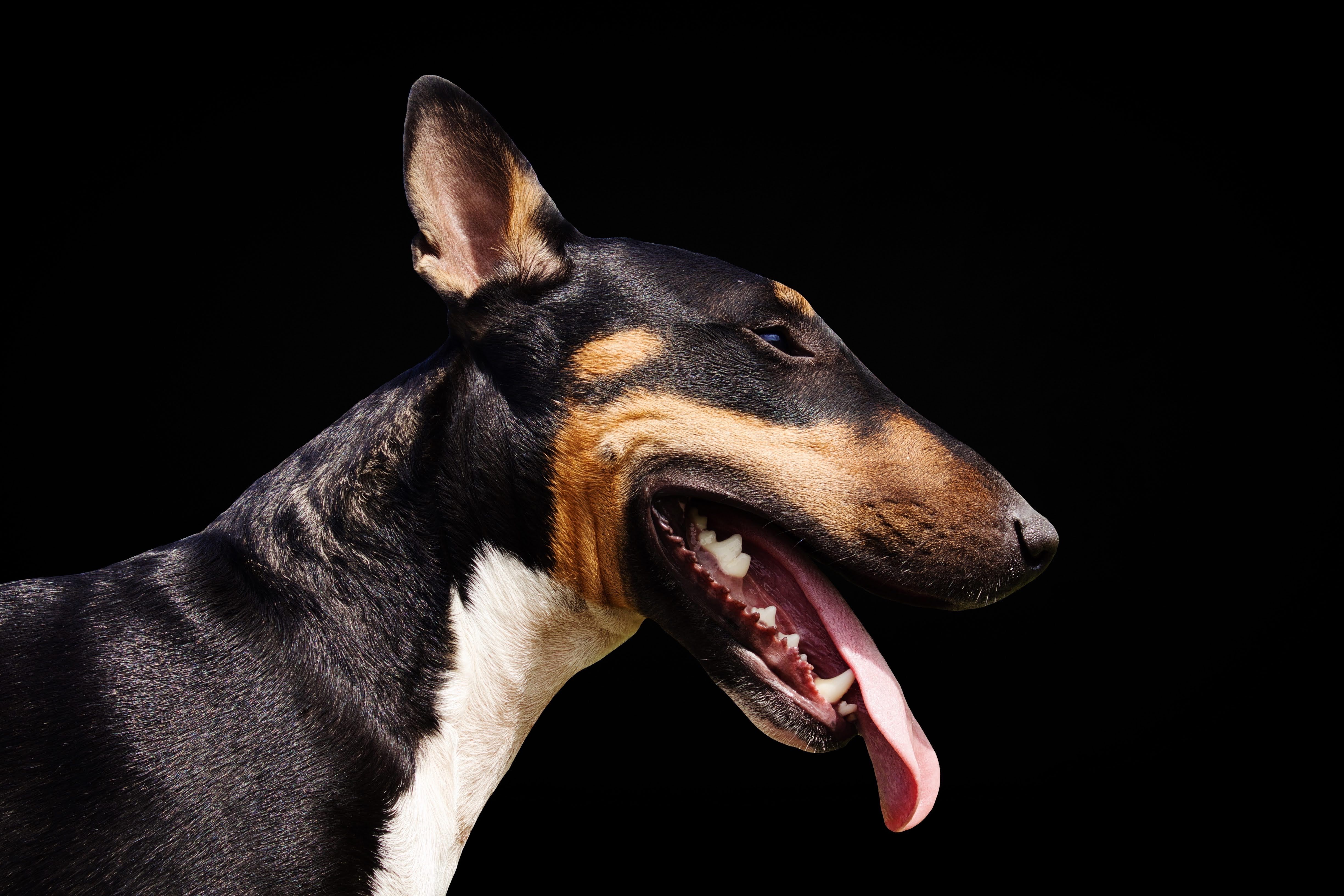 Close up of Dog Head · Free Stock Photo