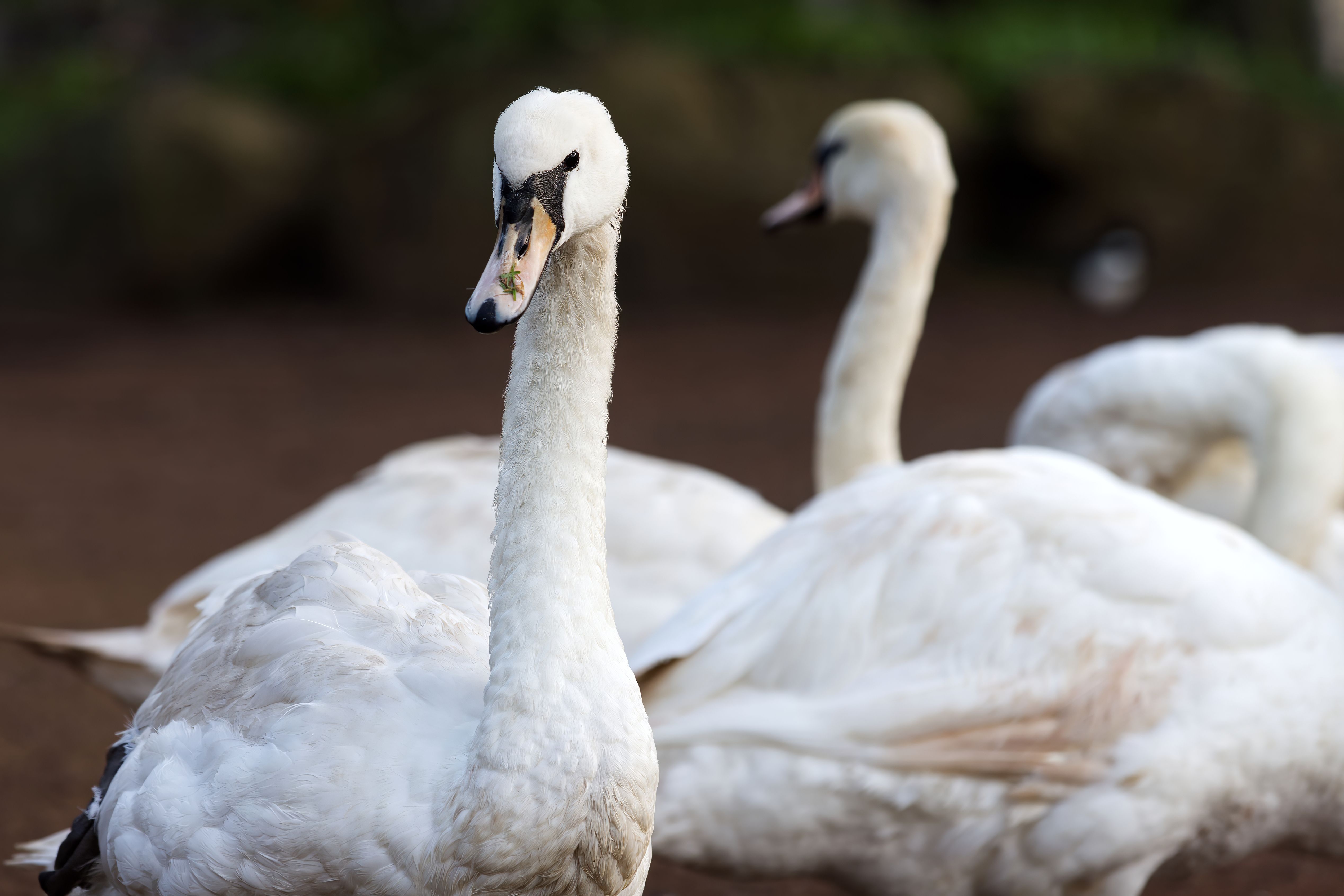 Close-up of a Head of a Bird · Free Stock Photo