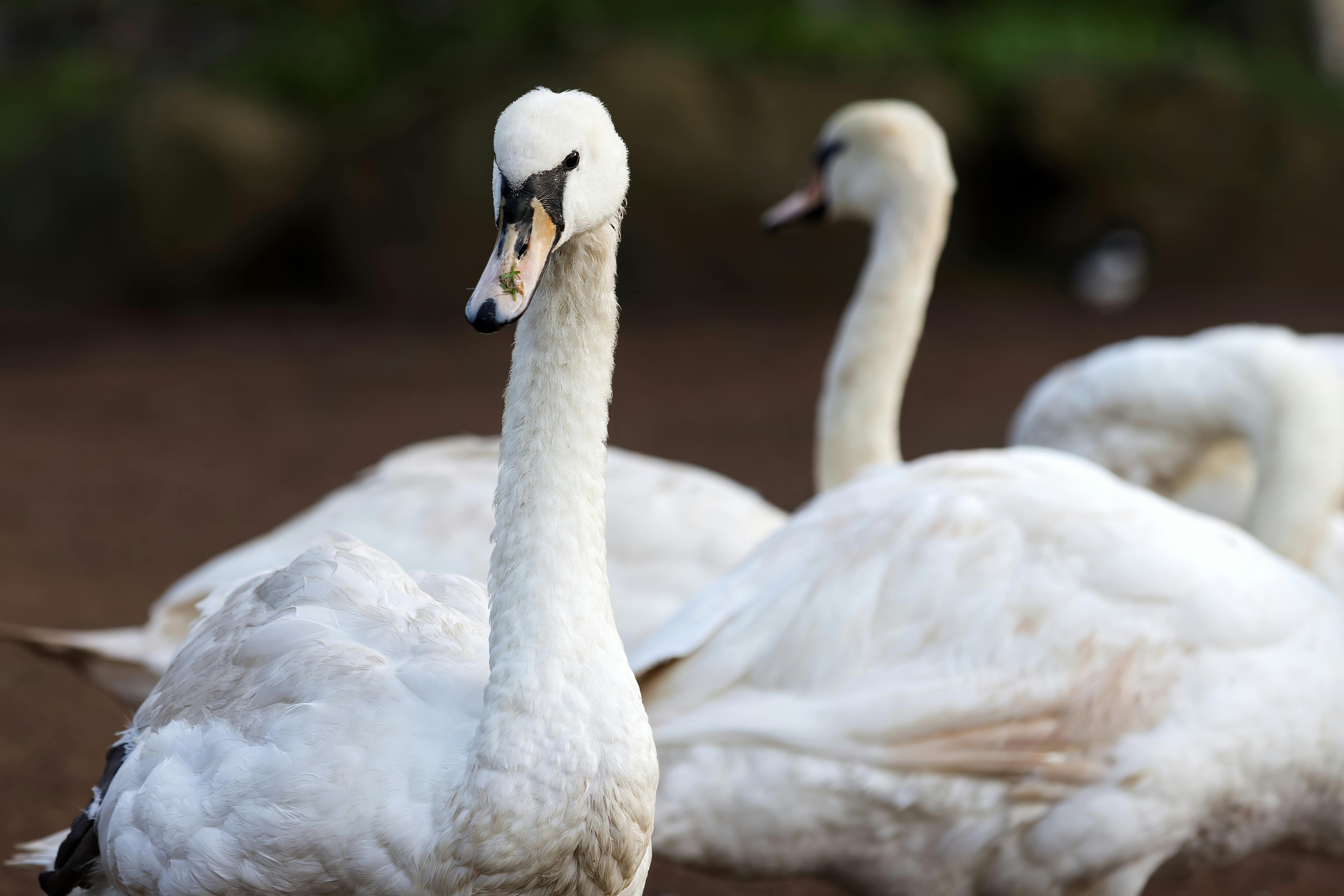 Close-up of Swans · Free Stock Photo