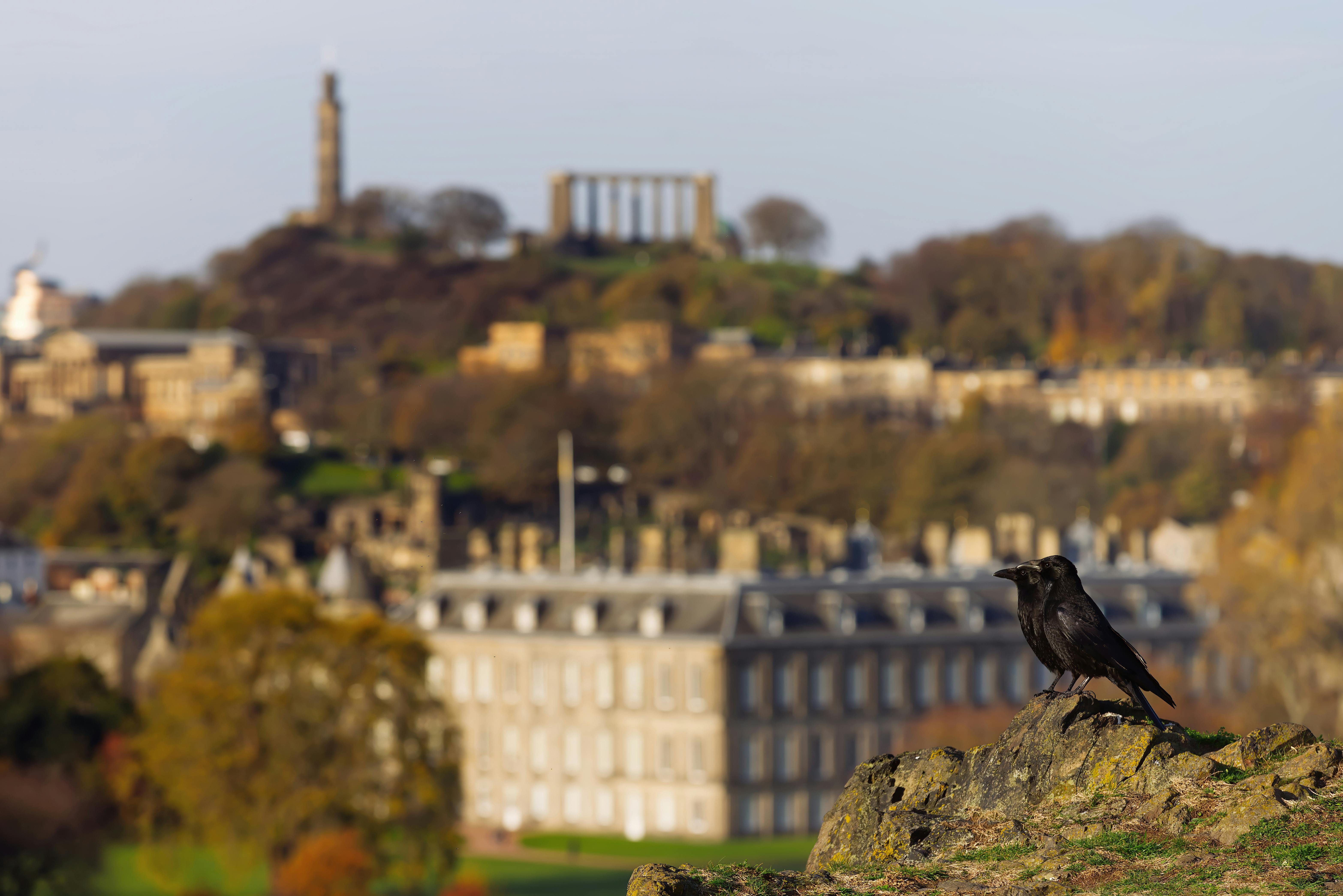 Two Rooks Perching on a Rock and Blurred Edinburgh Cityscape in ...