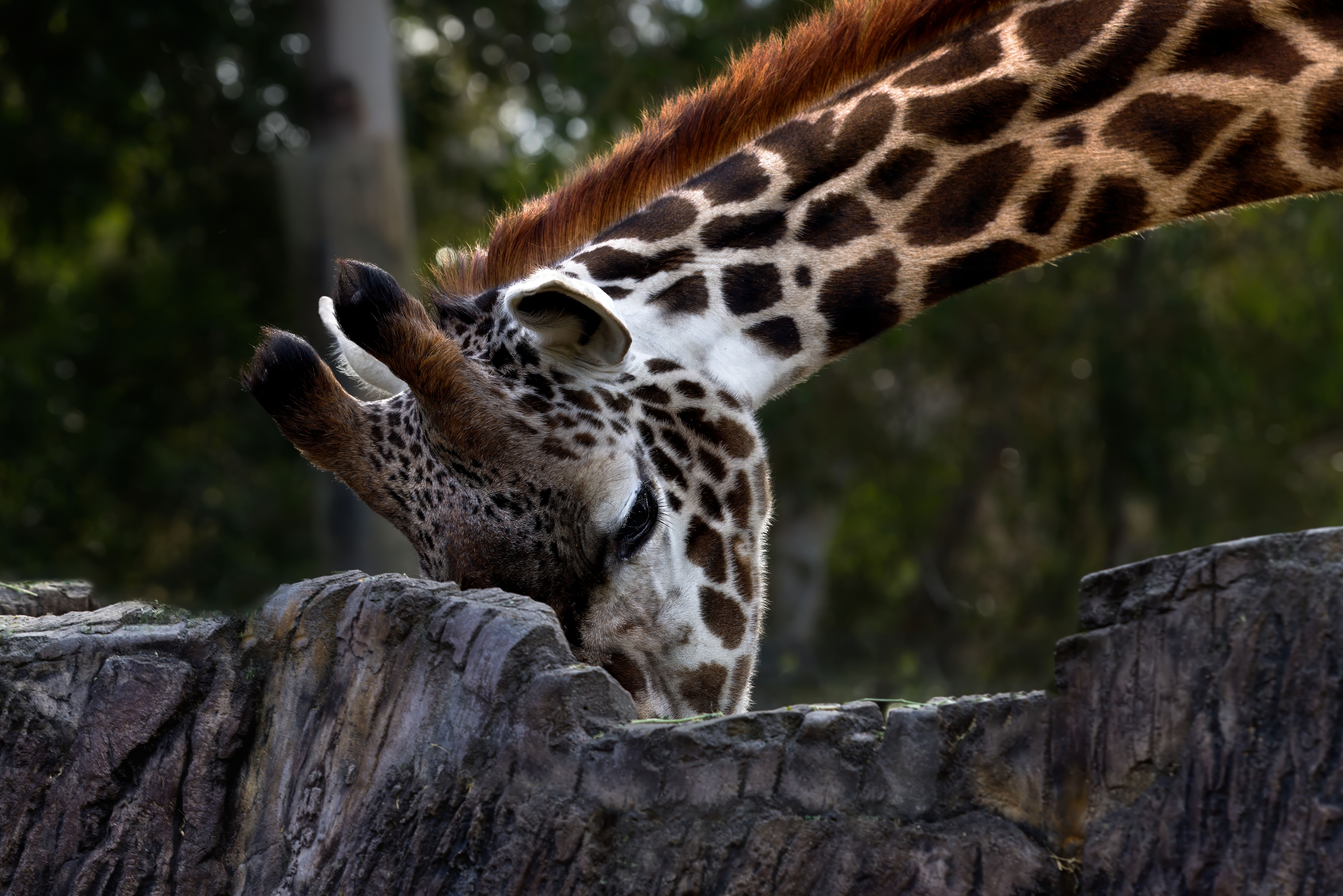 Closeup of a Giraffes Neck and Head · Free Stock Photo