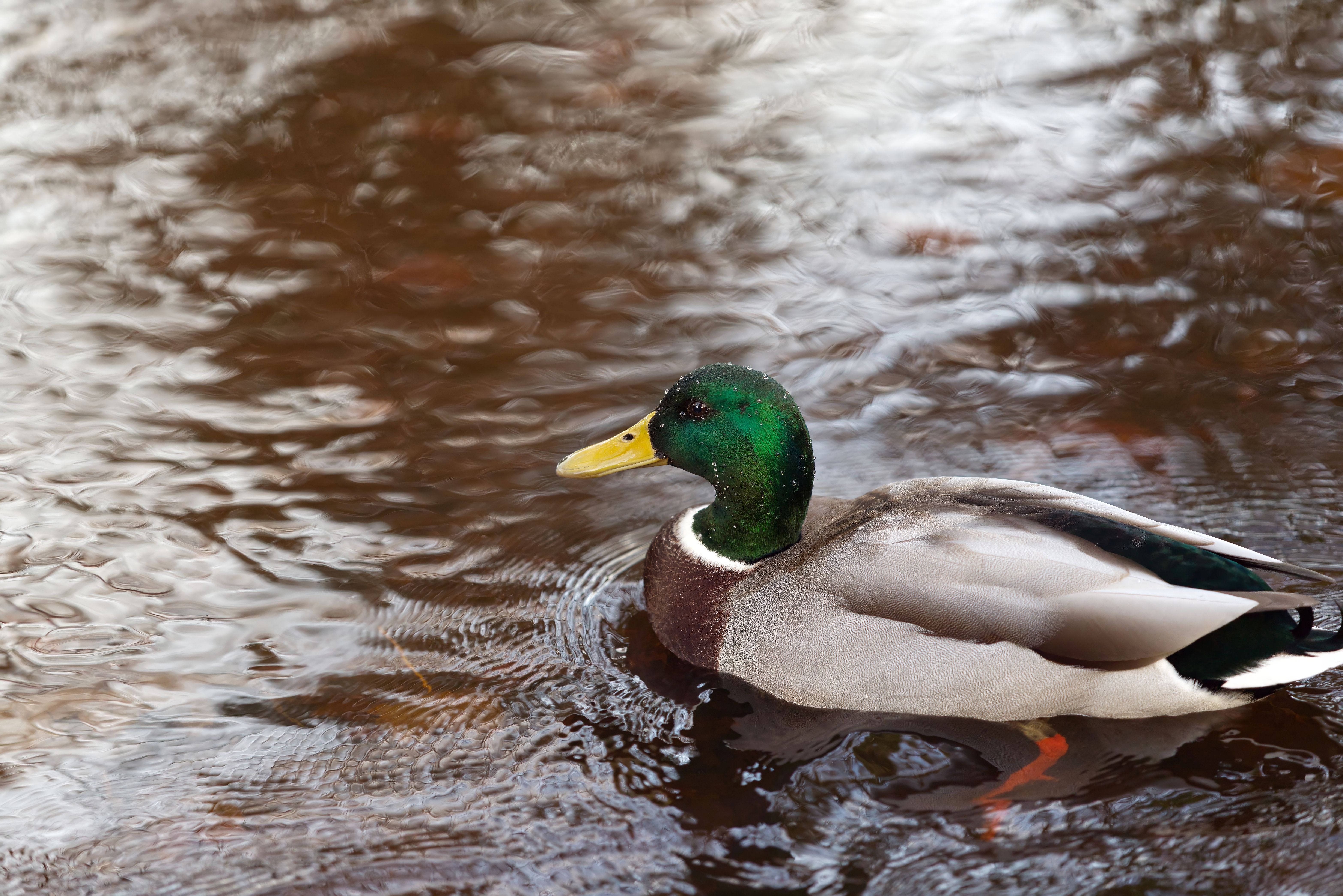 Foto de stock gratuita sobre agua, animal, de cerca, enfoque selectivo ...