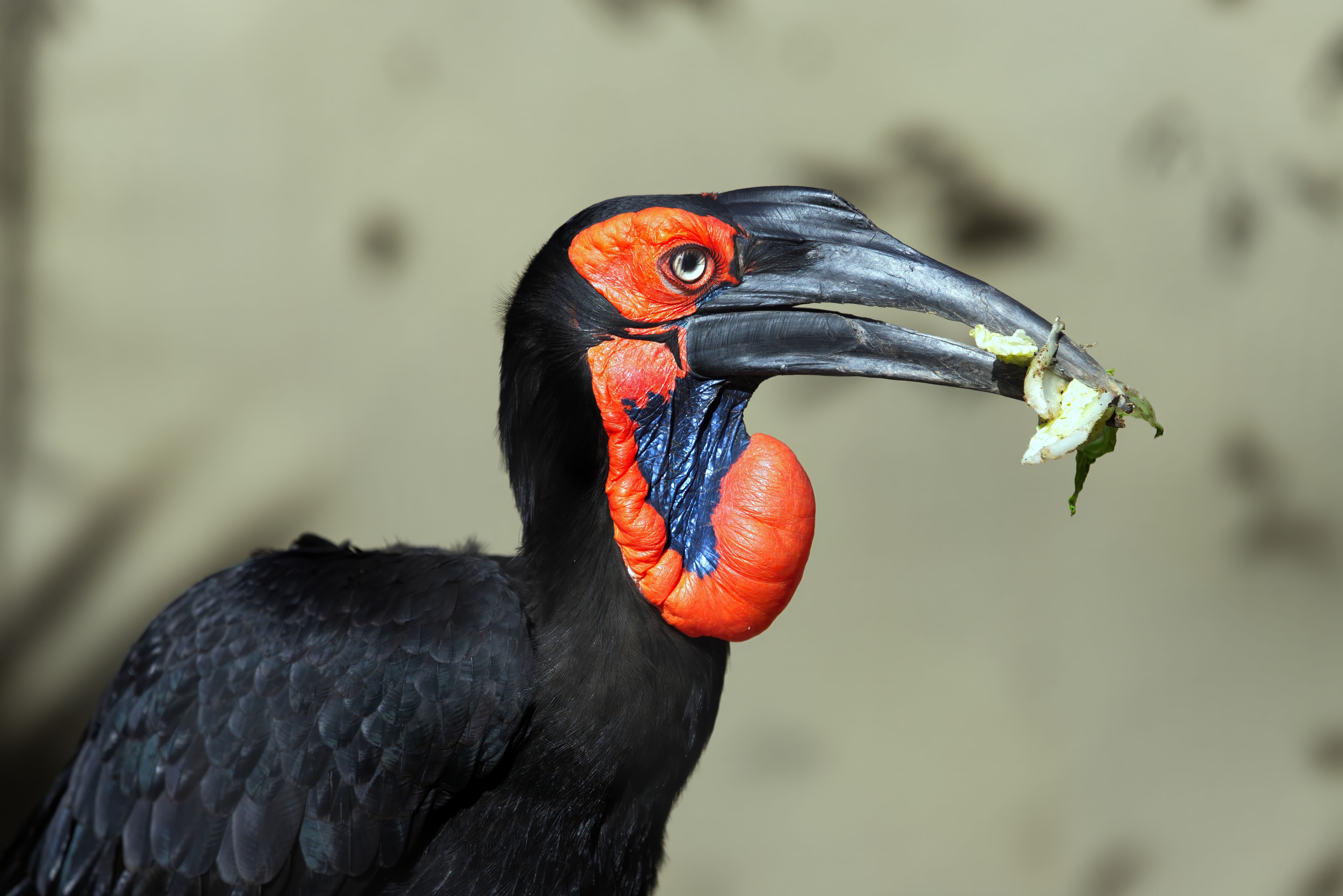 Southern Ground Hornbill · Free Stock Photo