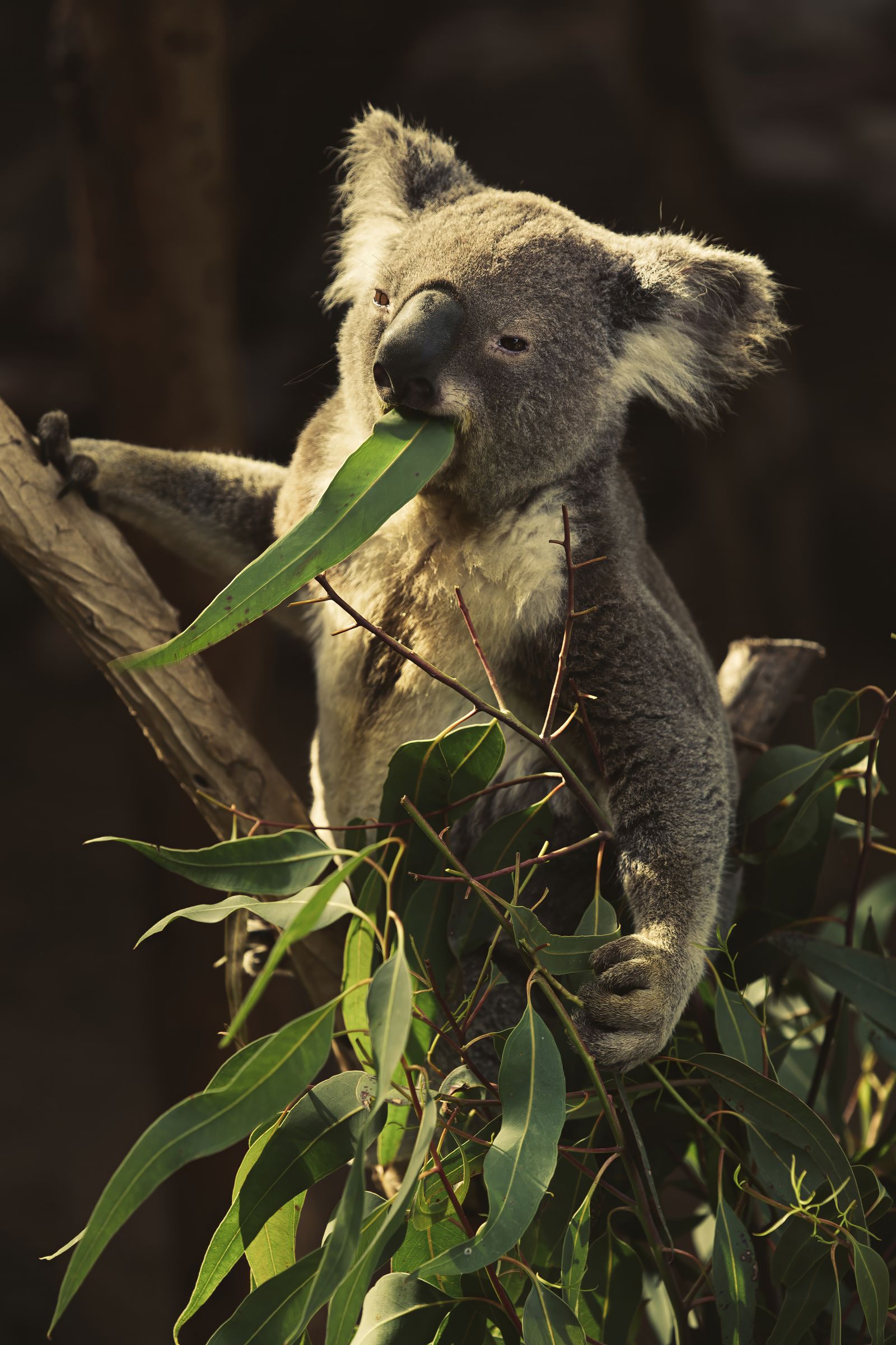 Cute Koala Photos, Download The BEST Free Cute Koala Stock Photos & HD ...