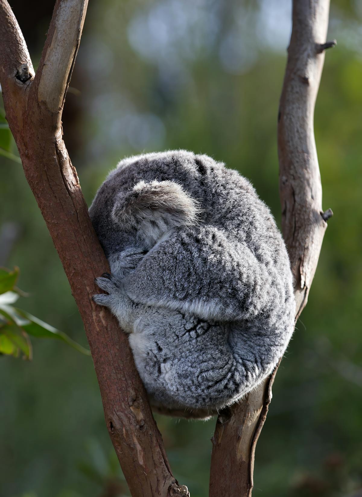 Cute Koala Photos, Download The BEST Free Cute Koala Stock Photos & HD ...