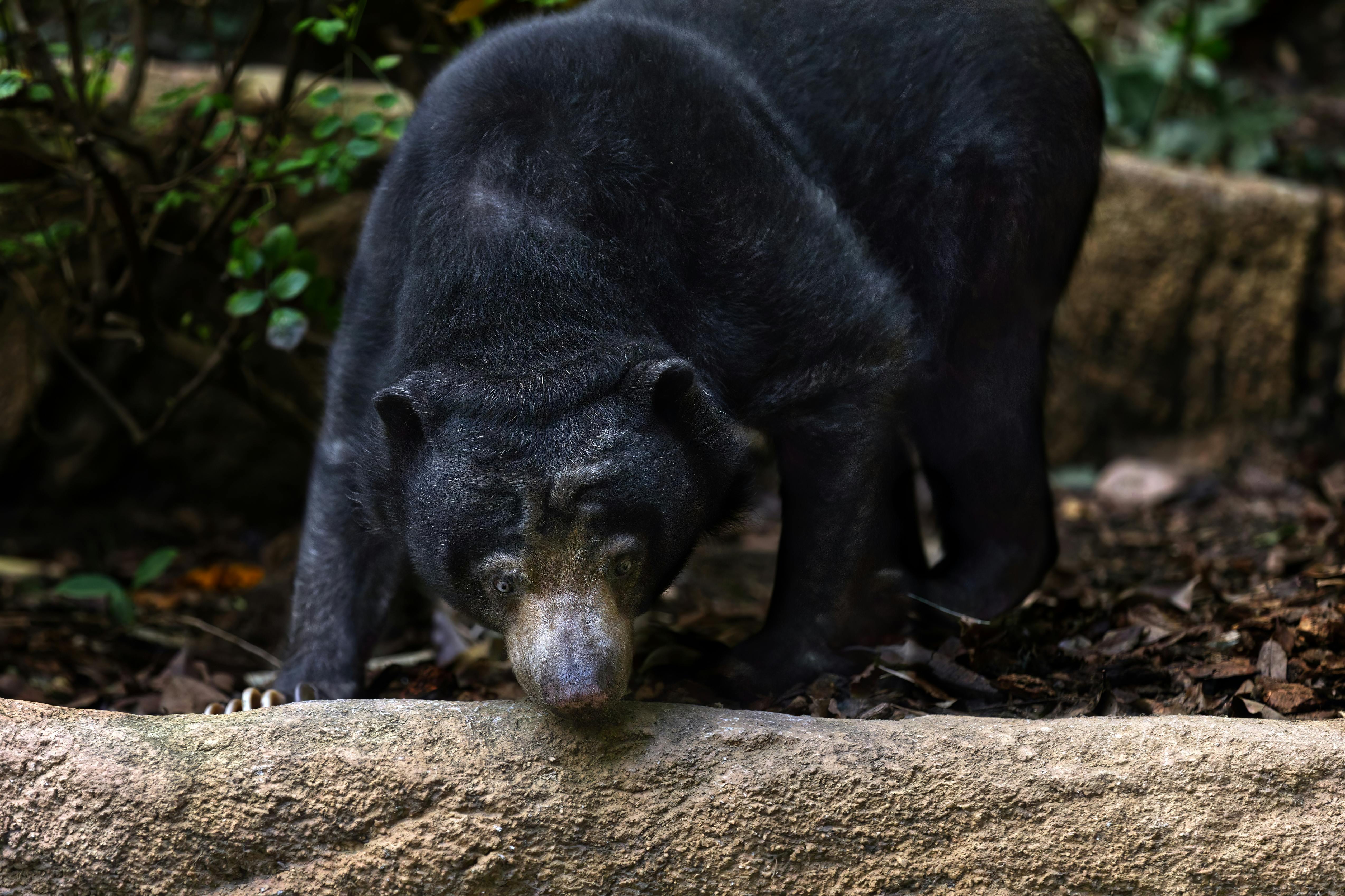Rainforest Bear Photos, Download The BEST Free Rainforest Bear Stock ...
