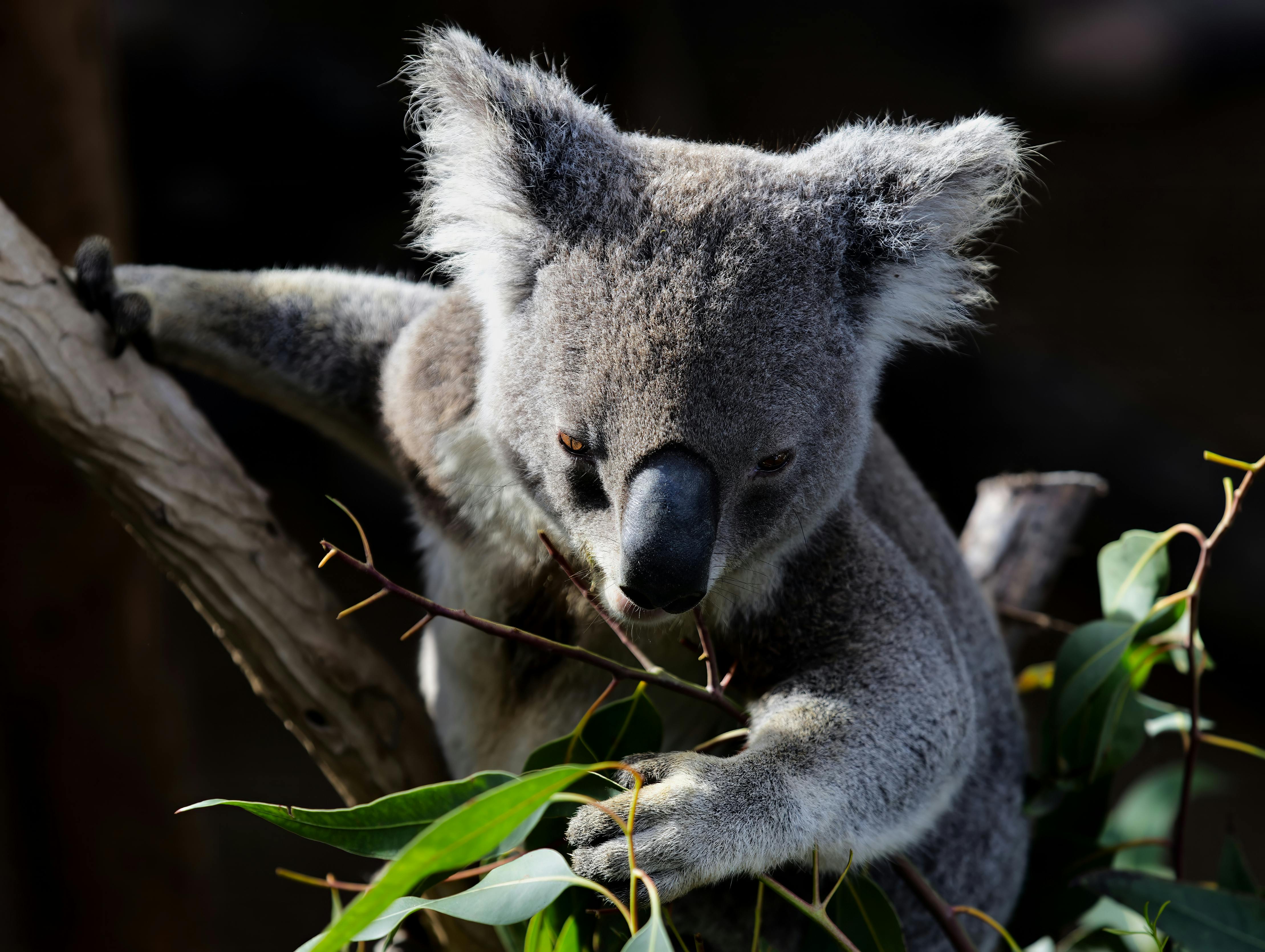 Koala Eating Eucalyptus Leaves