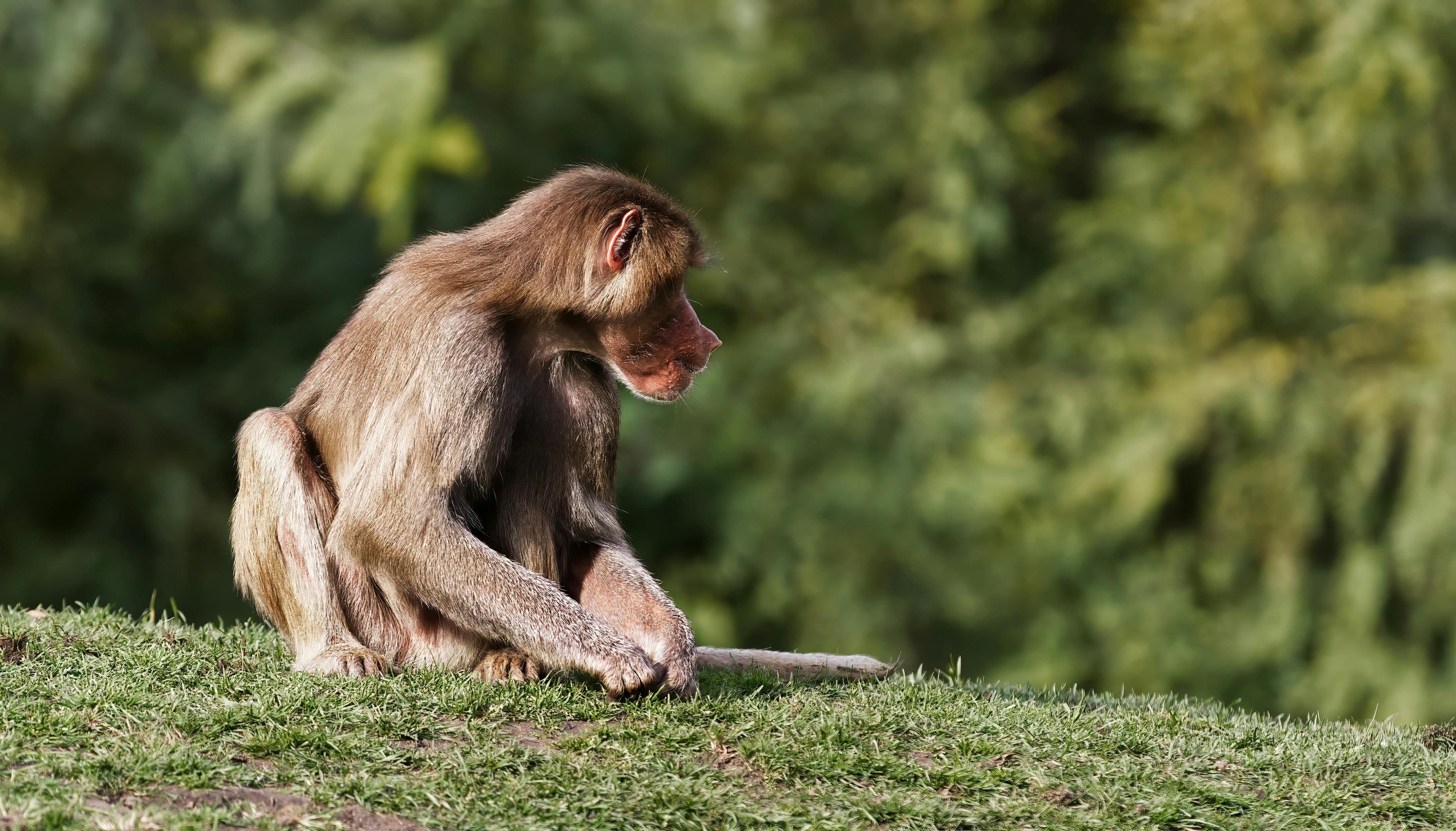 Hamadryas Baboon in Nature · Free Stock Photo