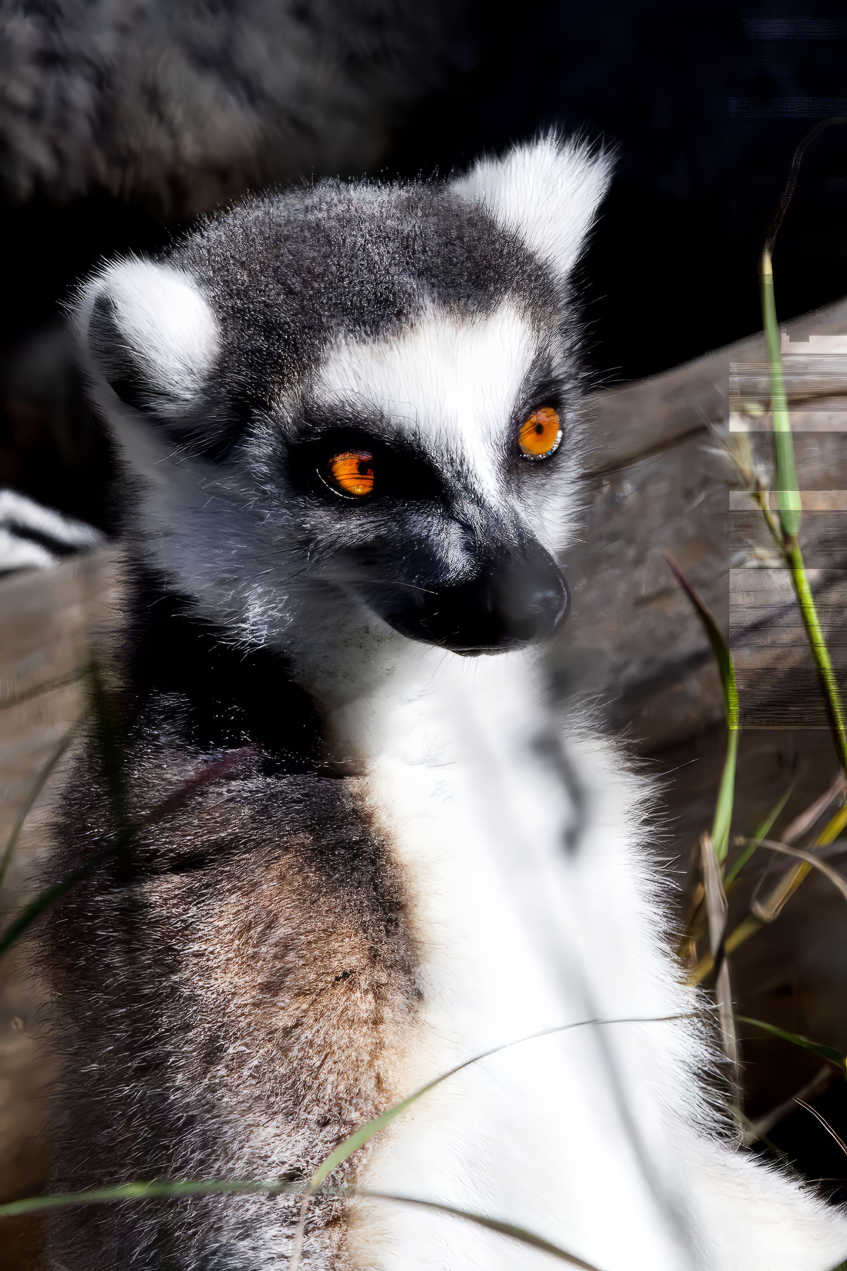 Pulic Animal Photos, Download The BEST Free Pulic Animal Stock Photos ...