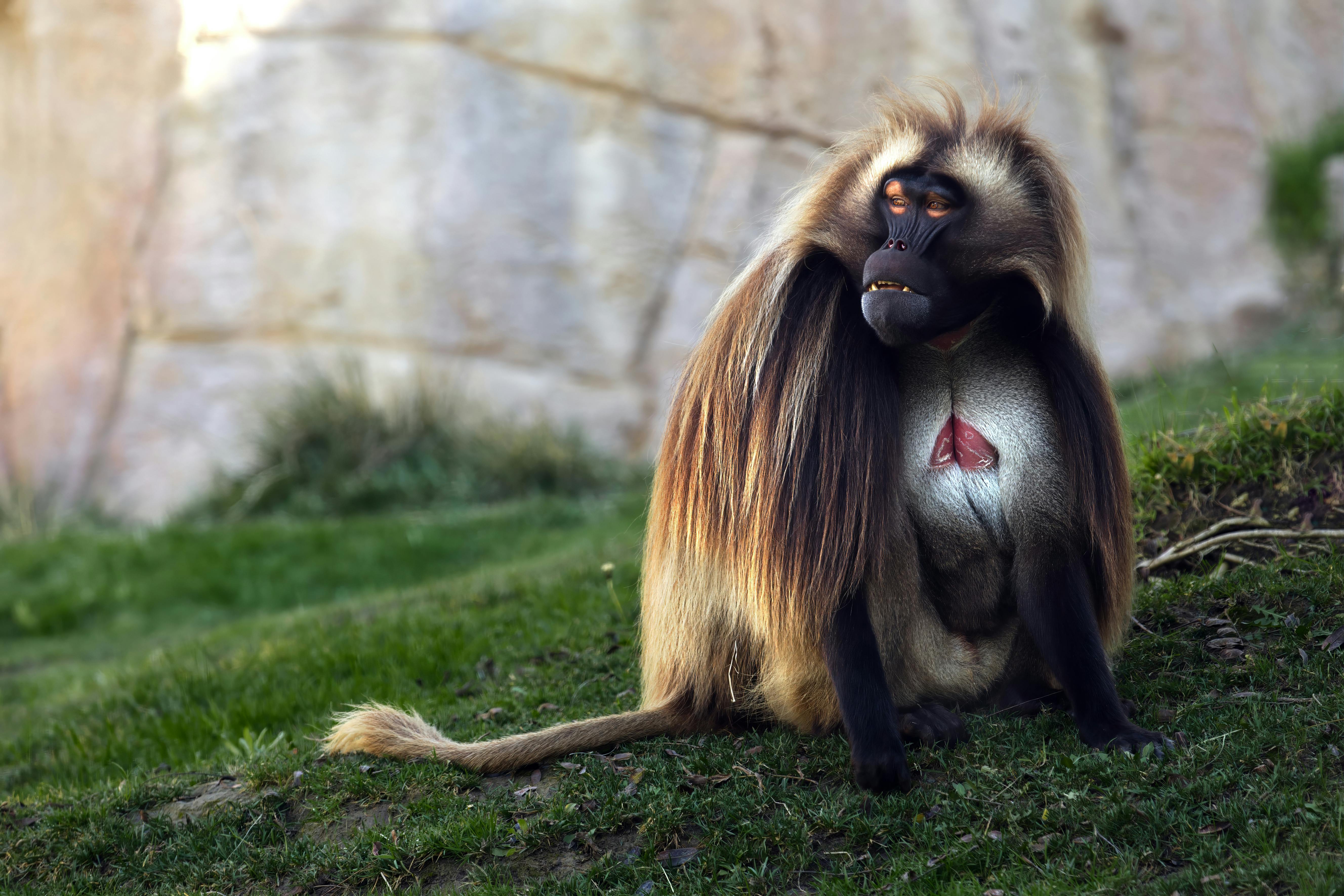 Baboon Sitting in the Grass · Free Stock Photo
