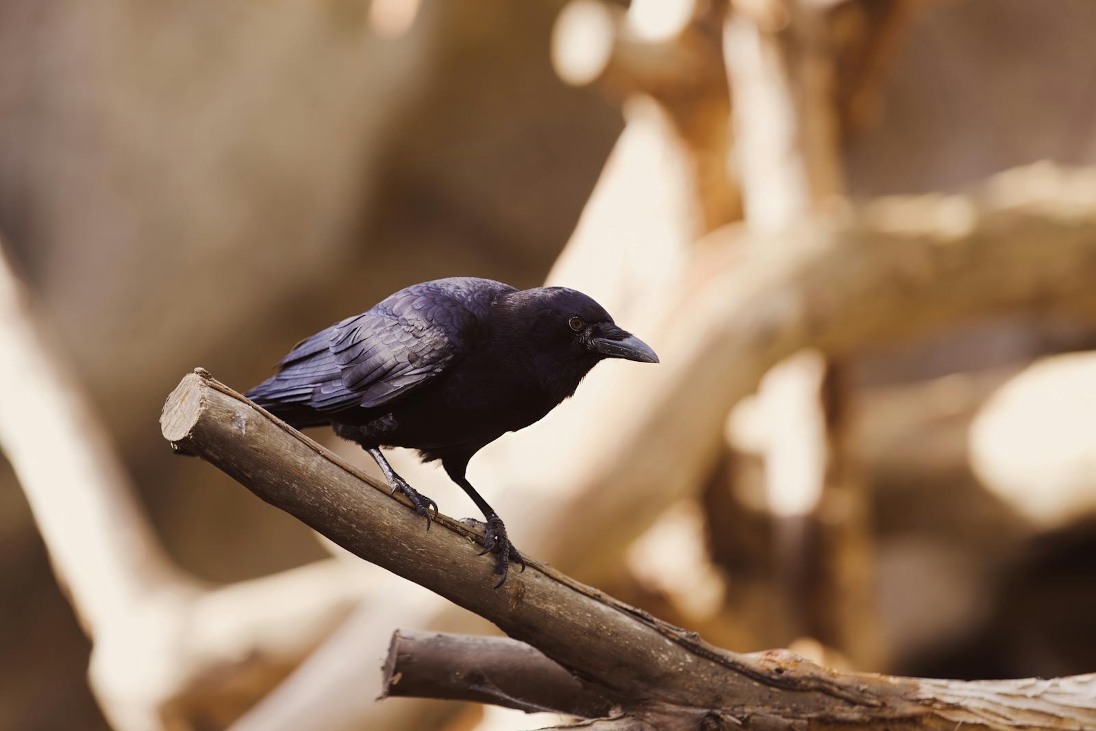 Raven Photos, Download The BEST Free Raven Stock Photos & HD Images
