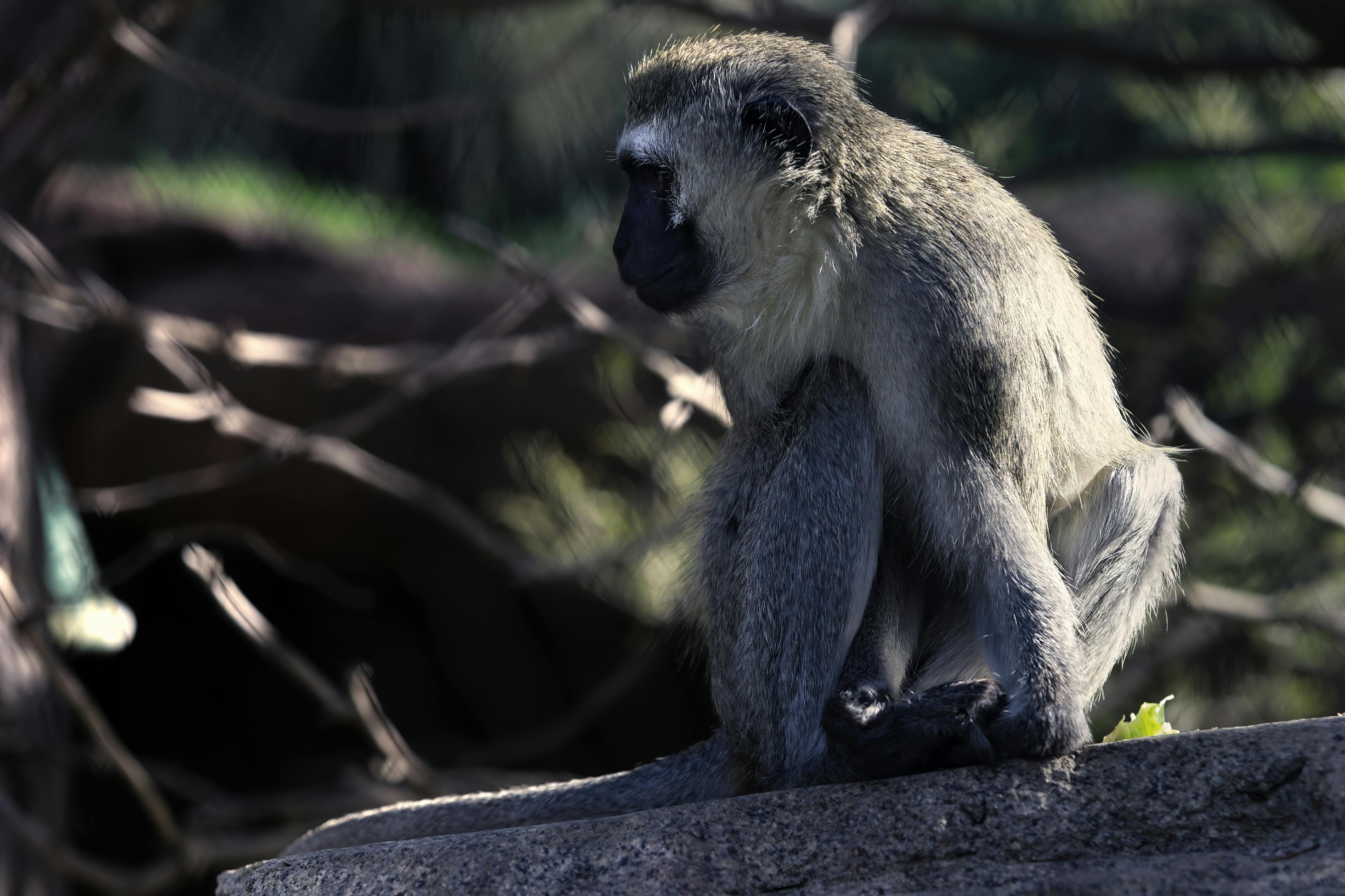Grivet Monkey Sitting on Rock · Free Stock Photo
