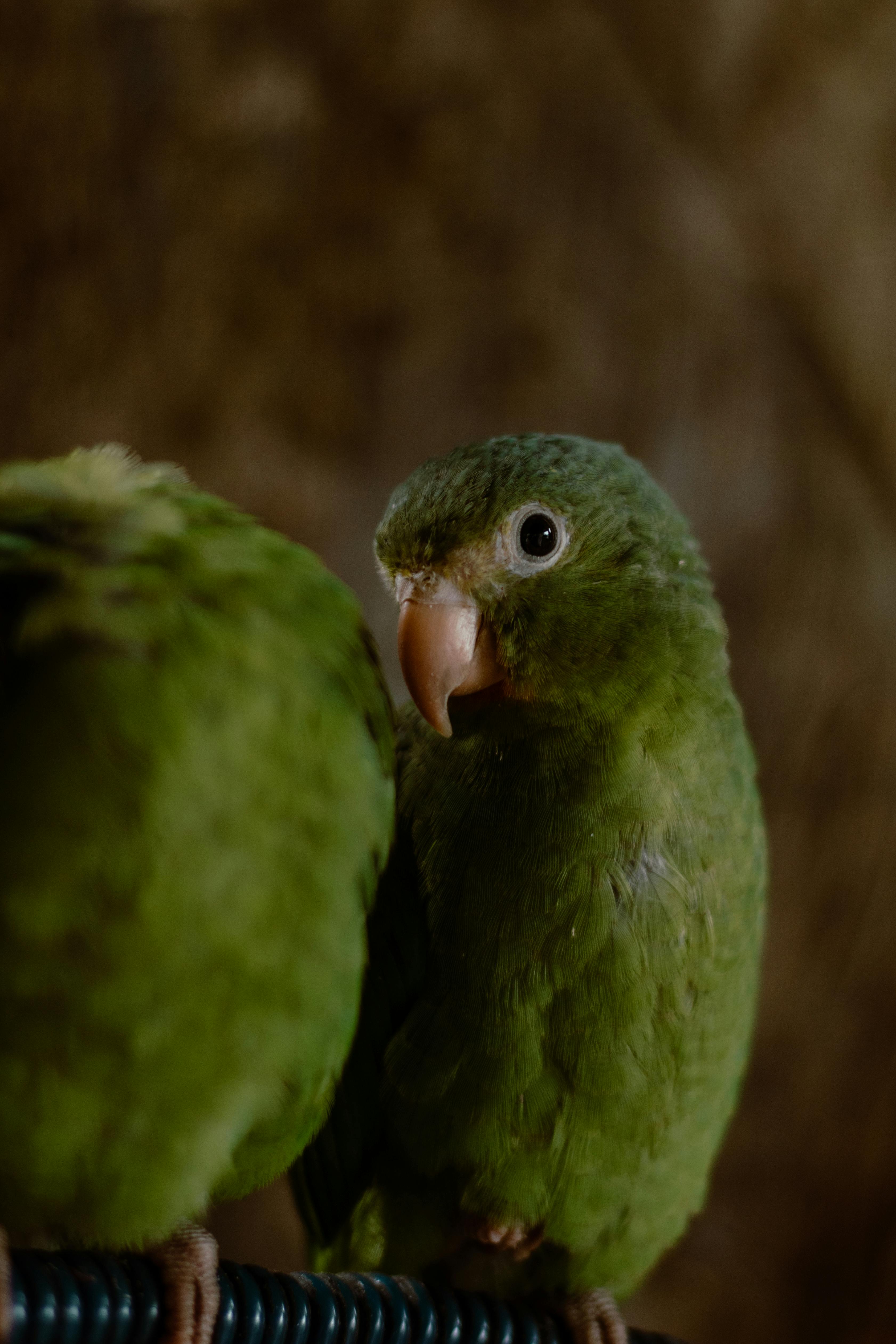 Close up of Parrots · Free Stock Photo