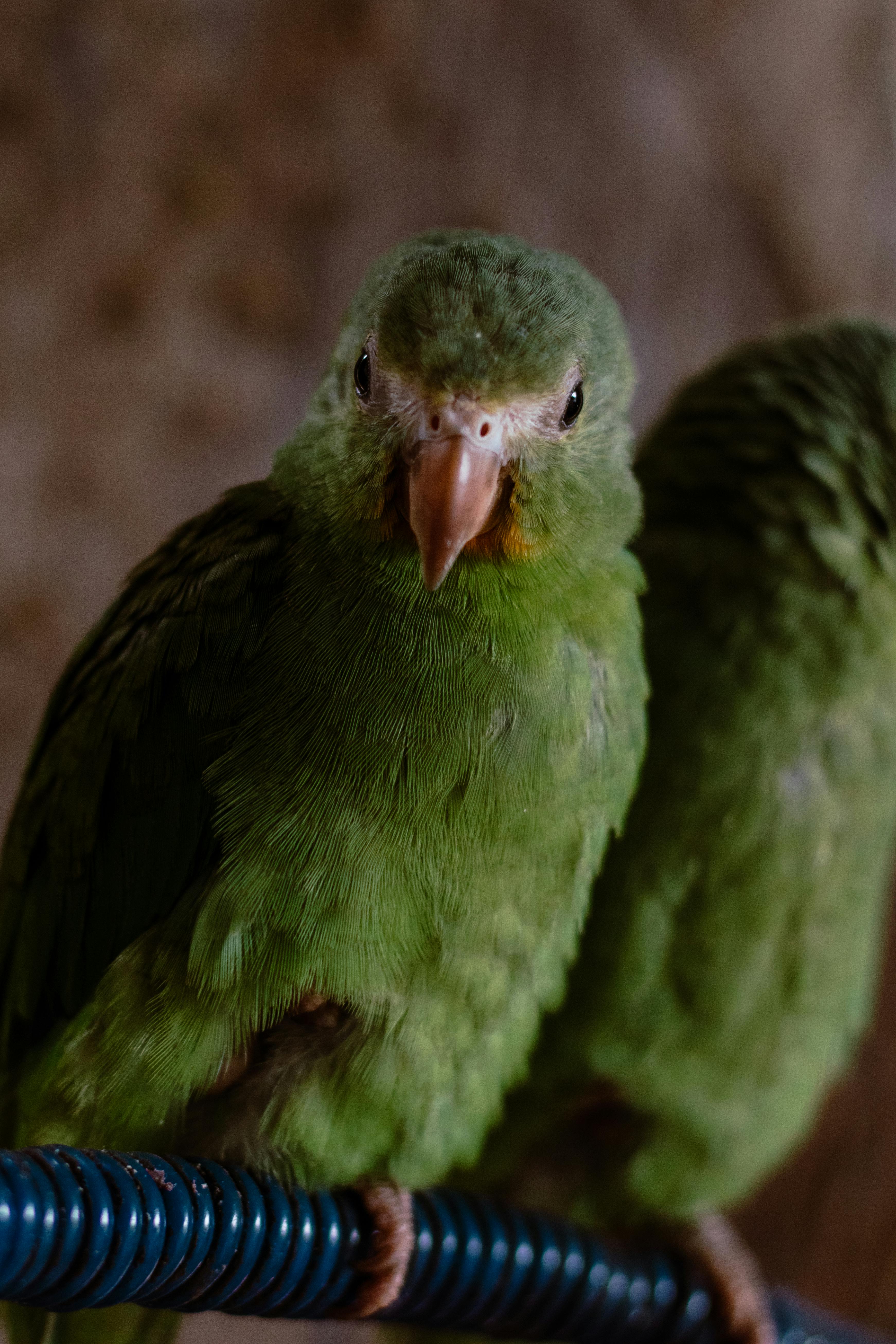 Close up of Parakeet Parrots · Free Stock Photo