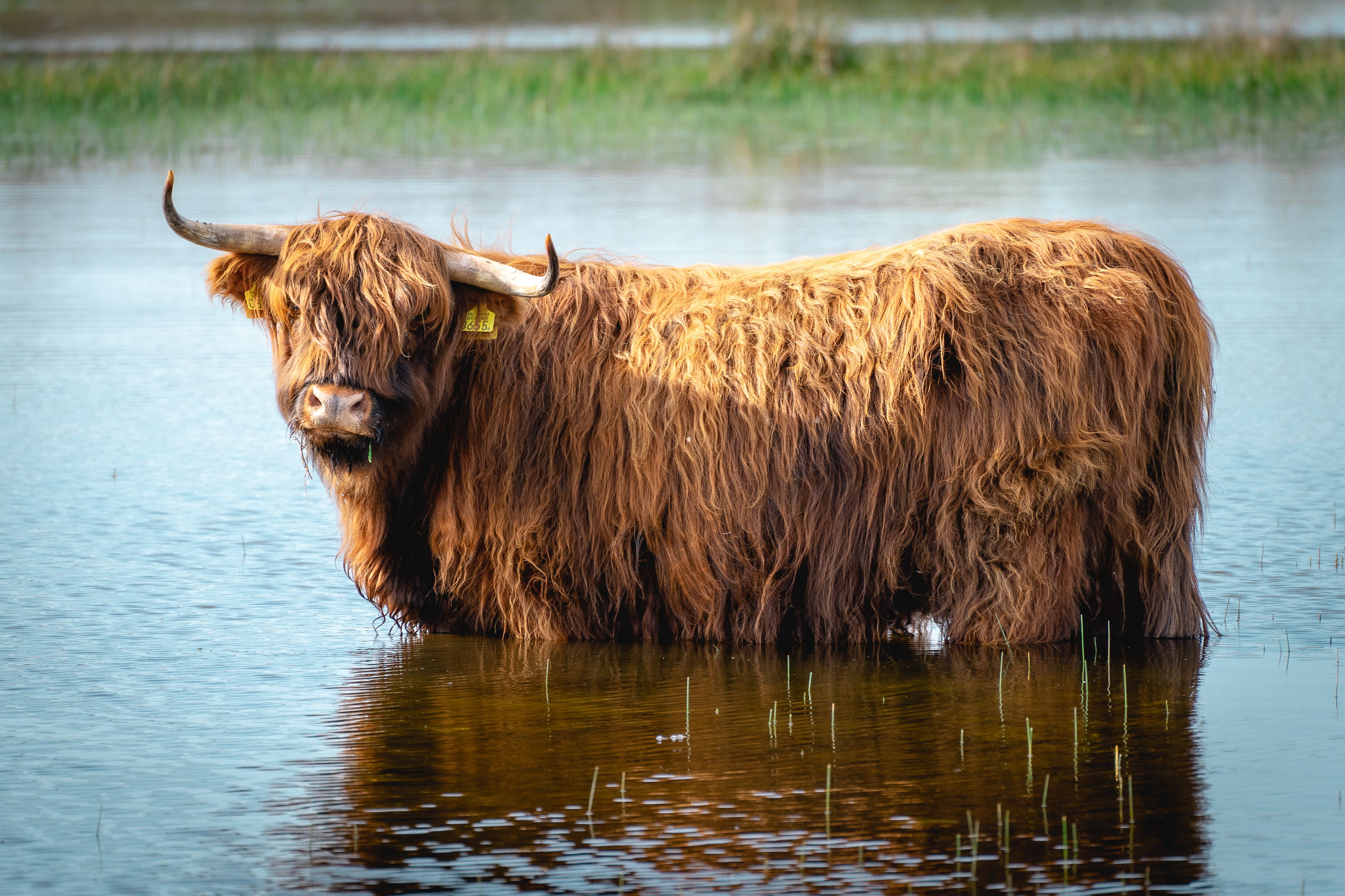 Furry Cows Photos, Download The BEST Free Furry Cows Stock Photos & HD ...