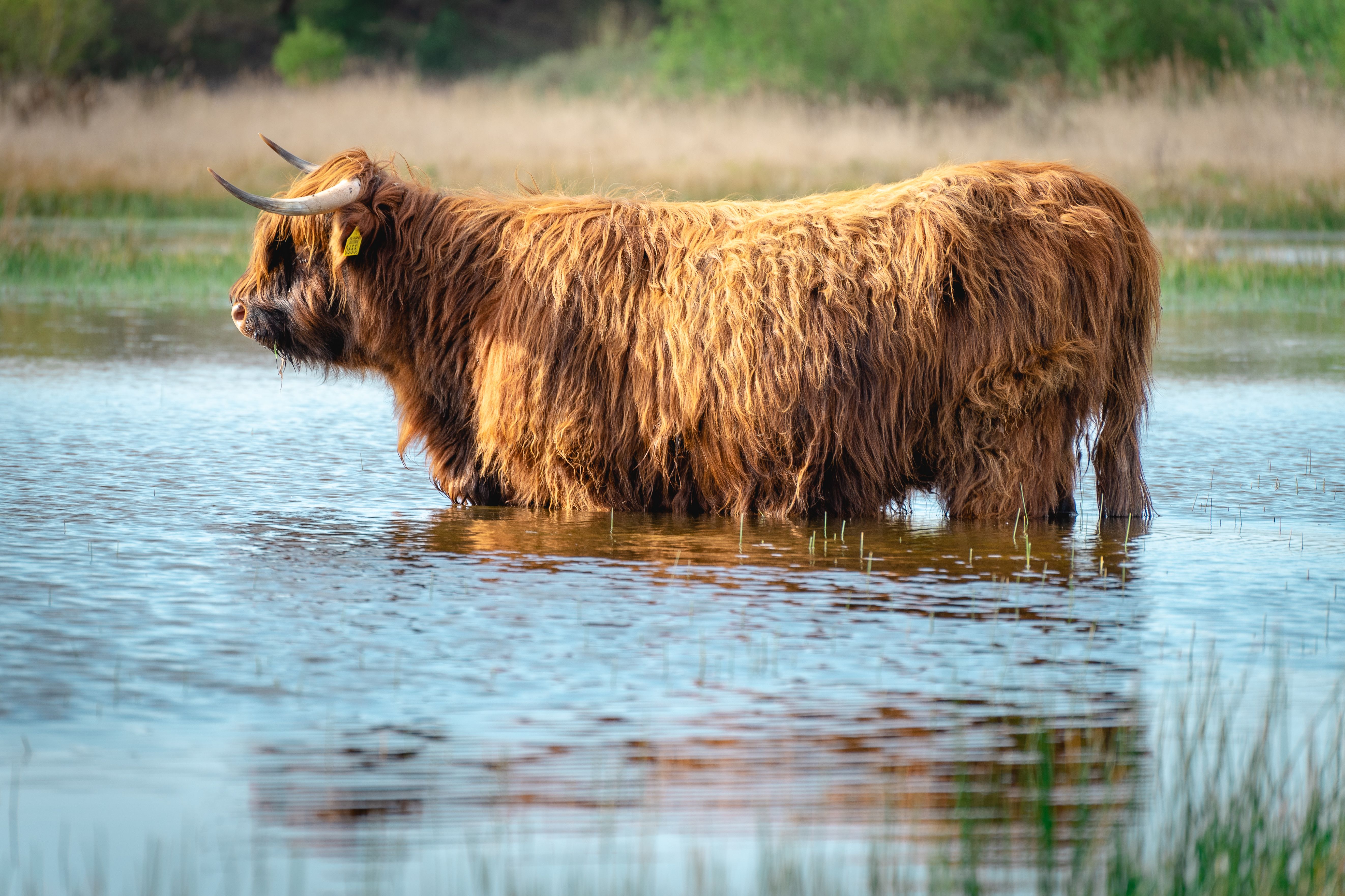Highlander cow going for a swim in the lake. Wassenaar, The Netherlands ...