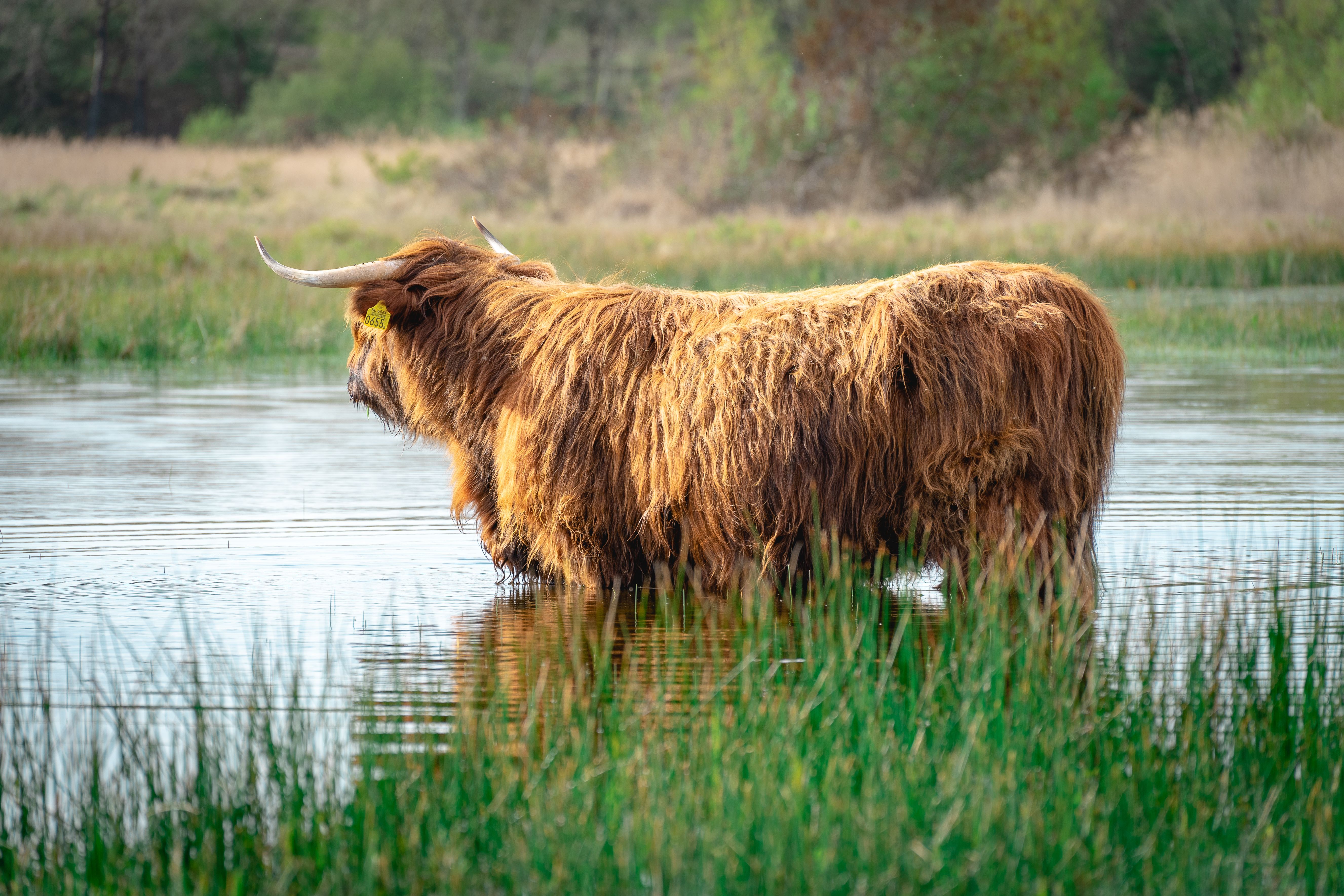 Highlander cow going for a swim in the lake. Wassenaar, The Netherlands ...