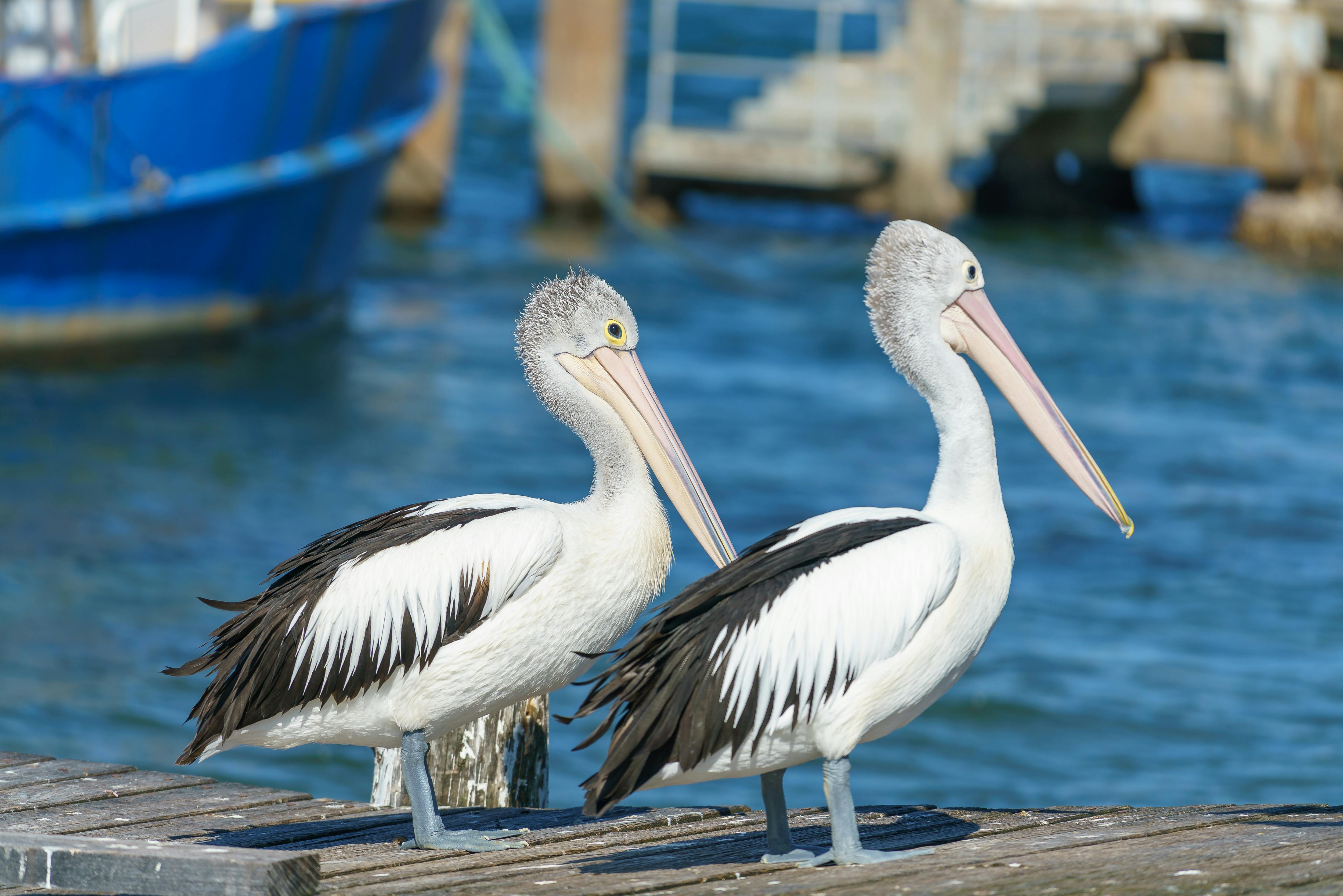 Pelicans on Pier on Sea Shore · Free Stock Photo