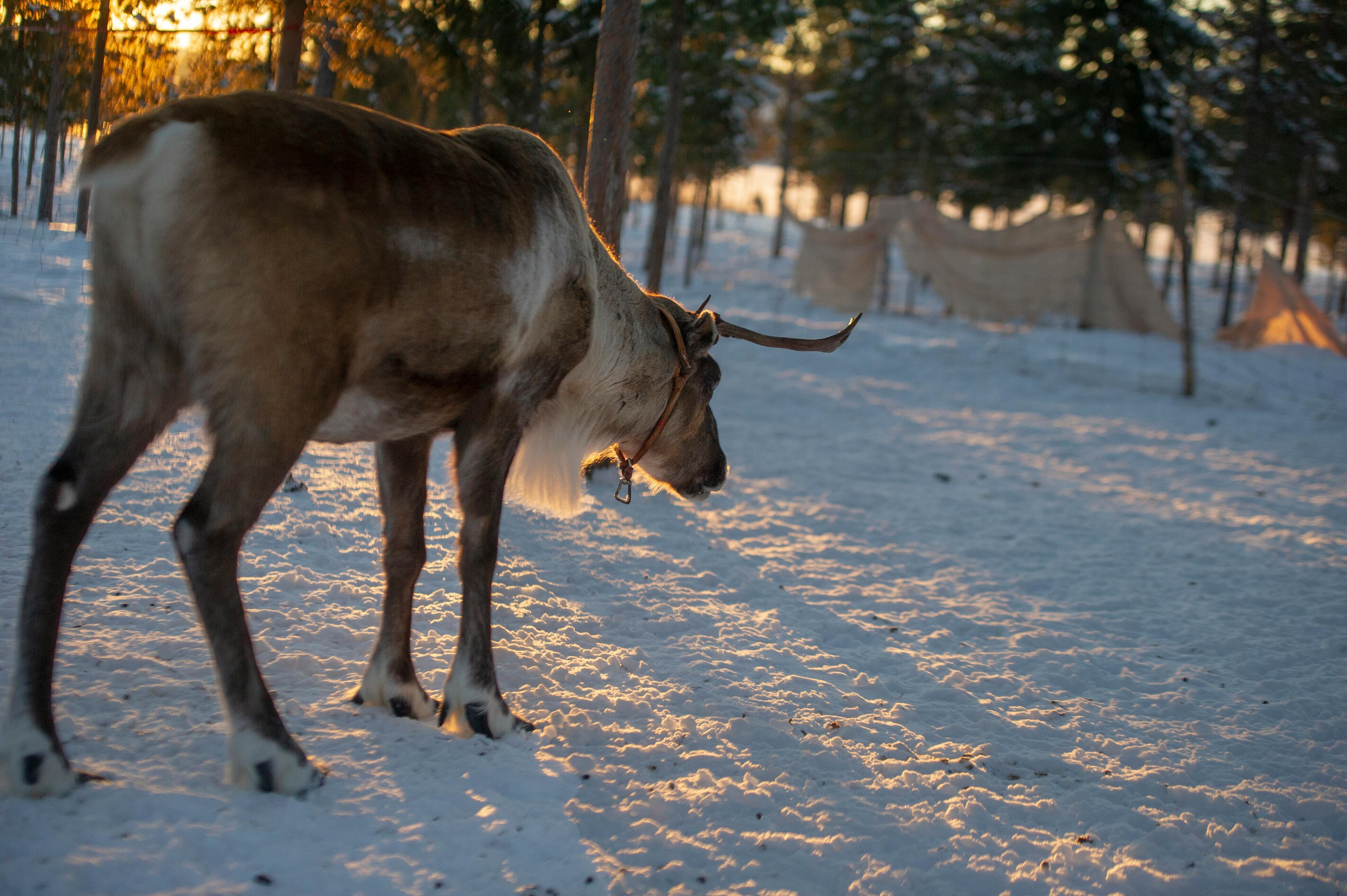 Photo of Reindeer in the Snow · Free Stock Photo