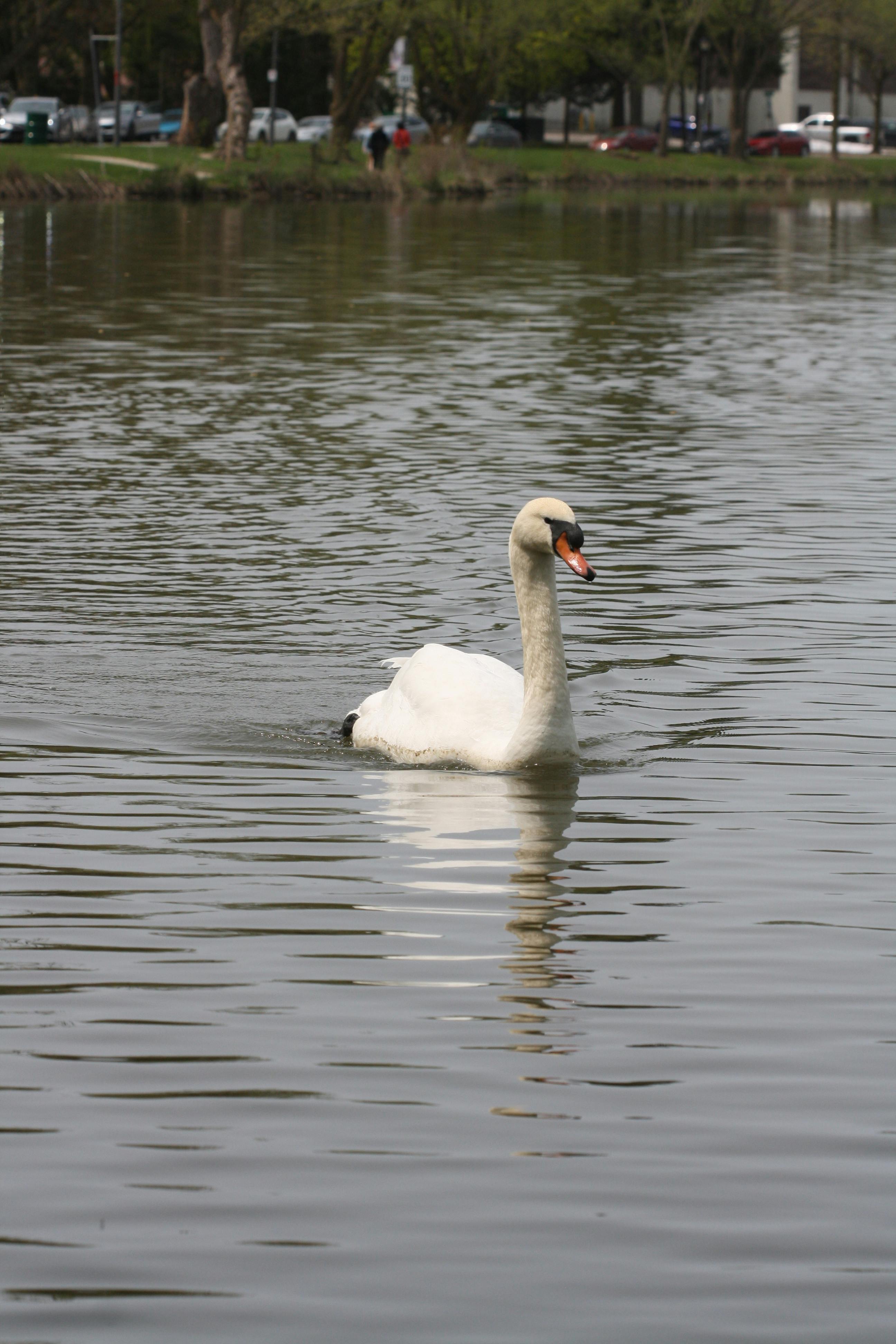 Swan in Pond in Park with Mansion behind · Free Stock Photo