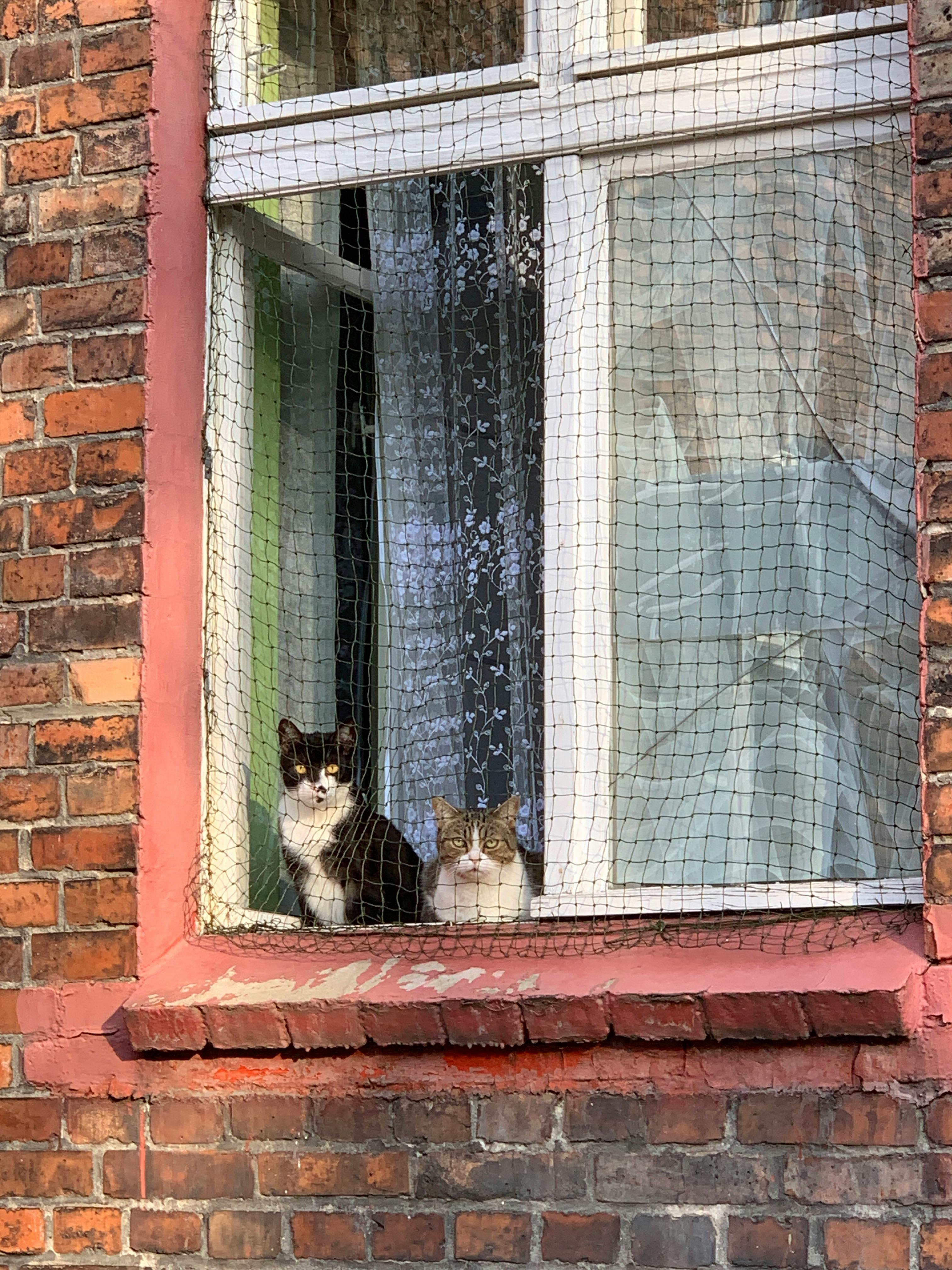 Cats in House Windows · Free Stock Photo