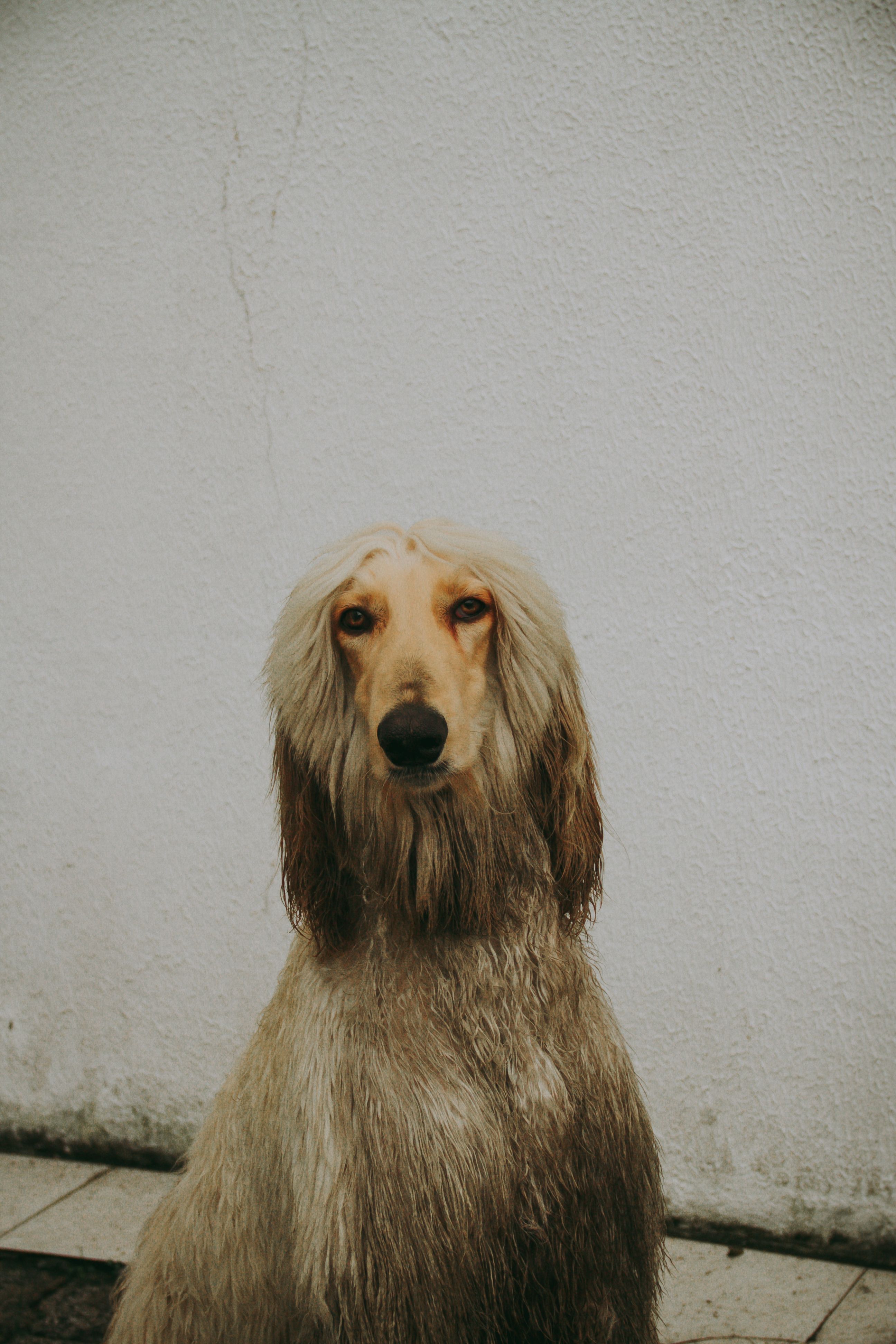 Sitting Afghan Hound · Free Stock Photo