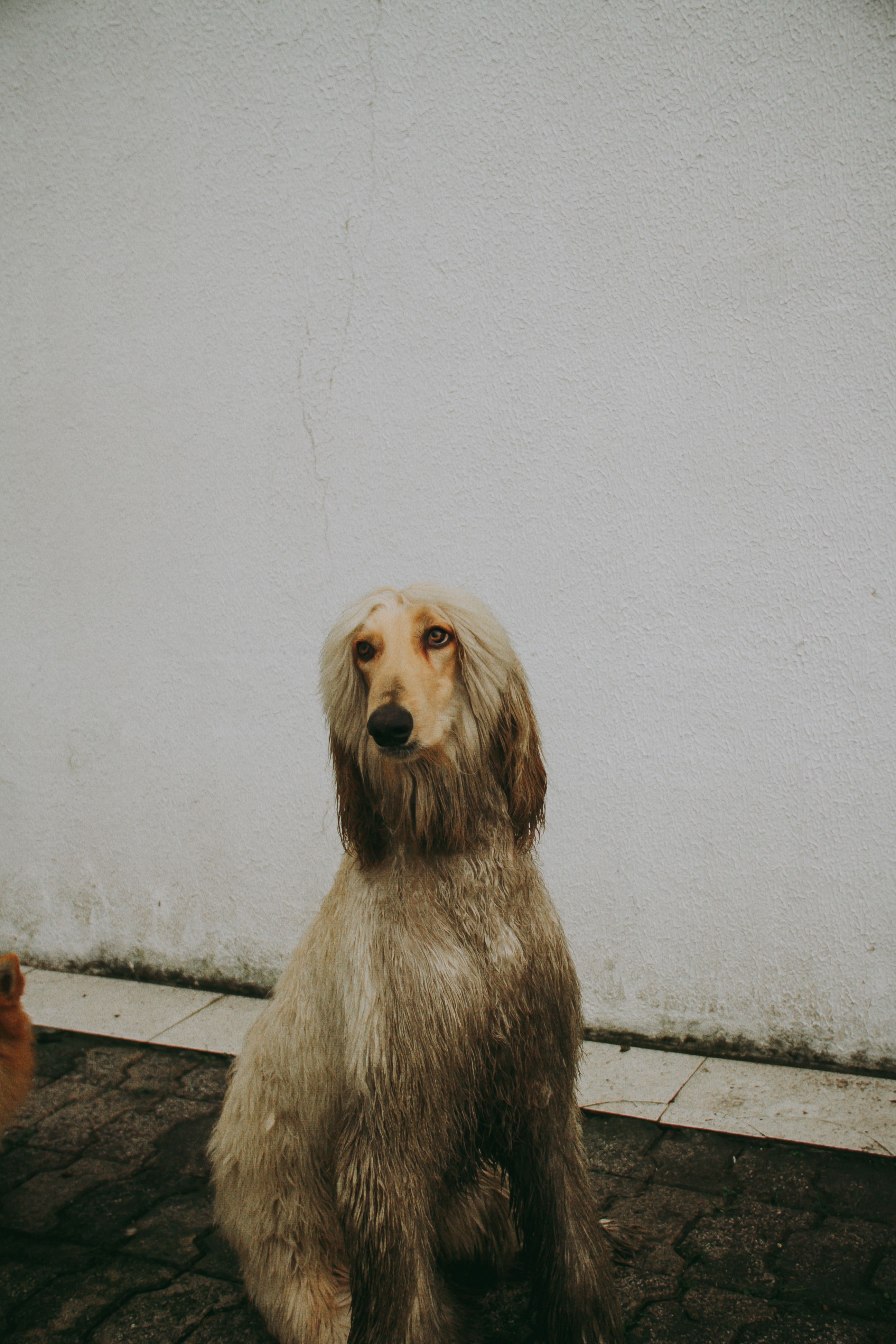 Afghan Hound Sitting on Pavement · Free Stock Photo