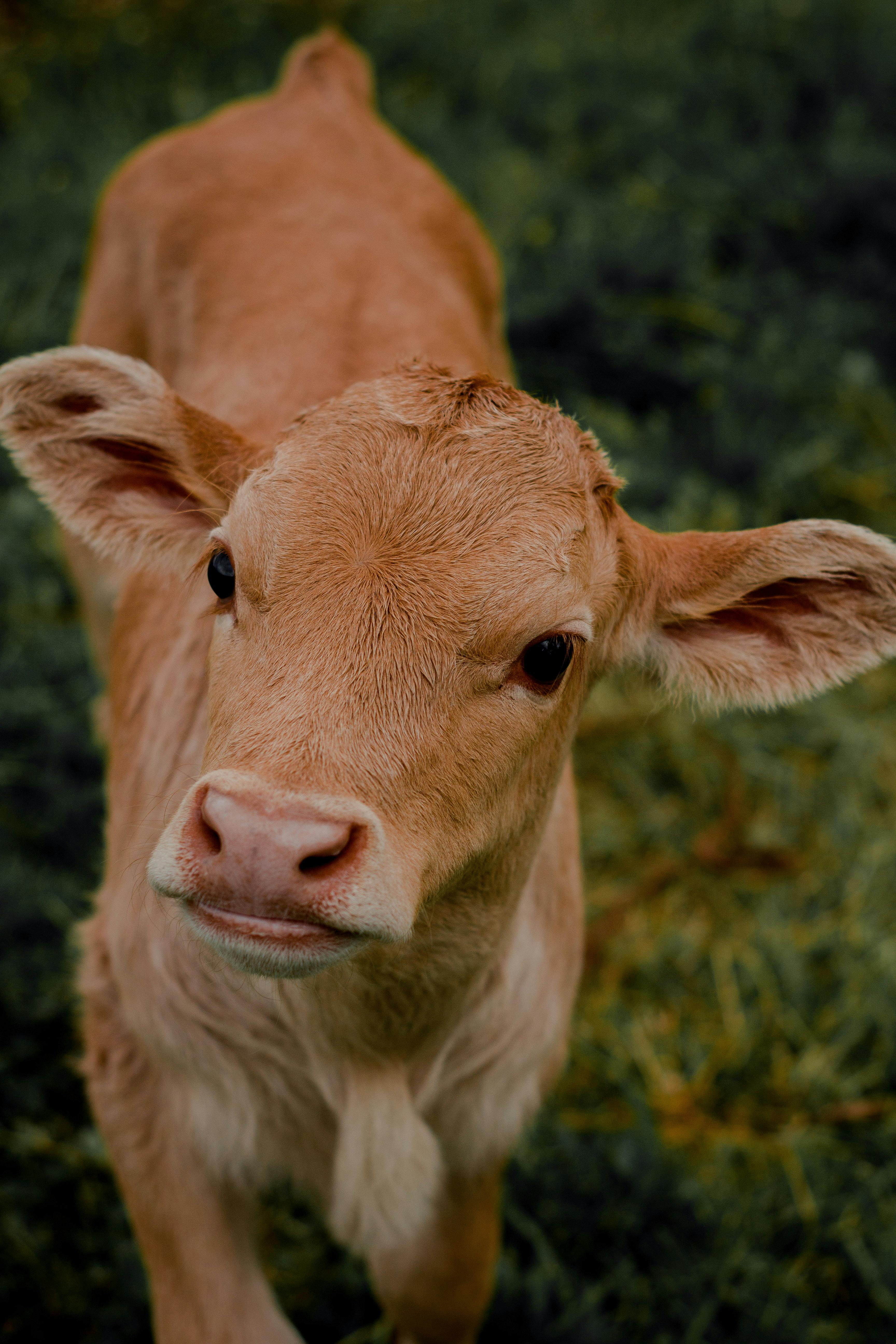 Head of Cow Calf · Free Stock Photo