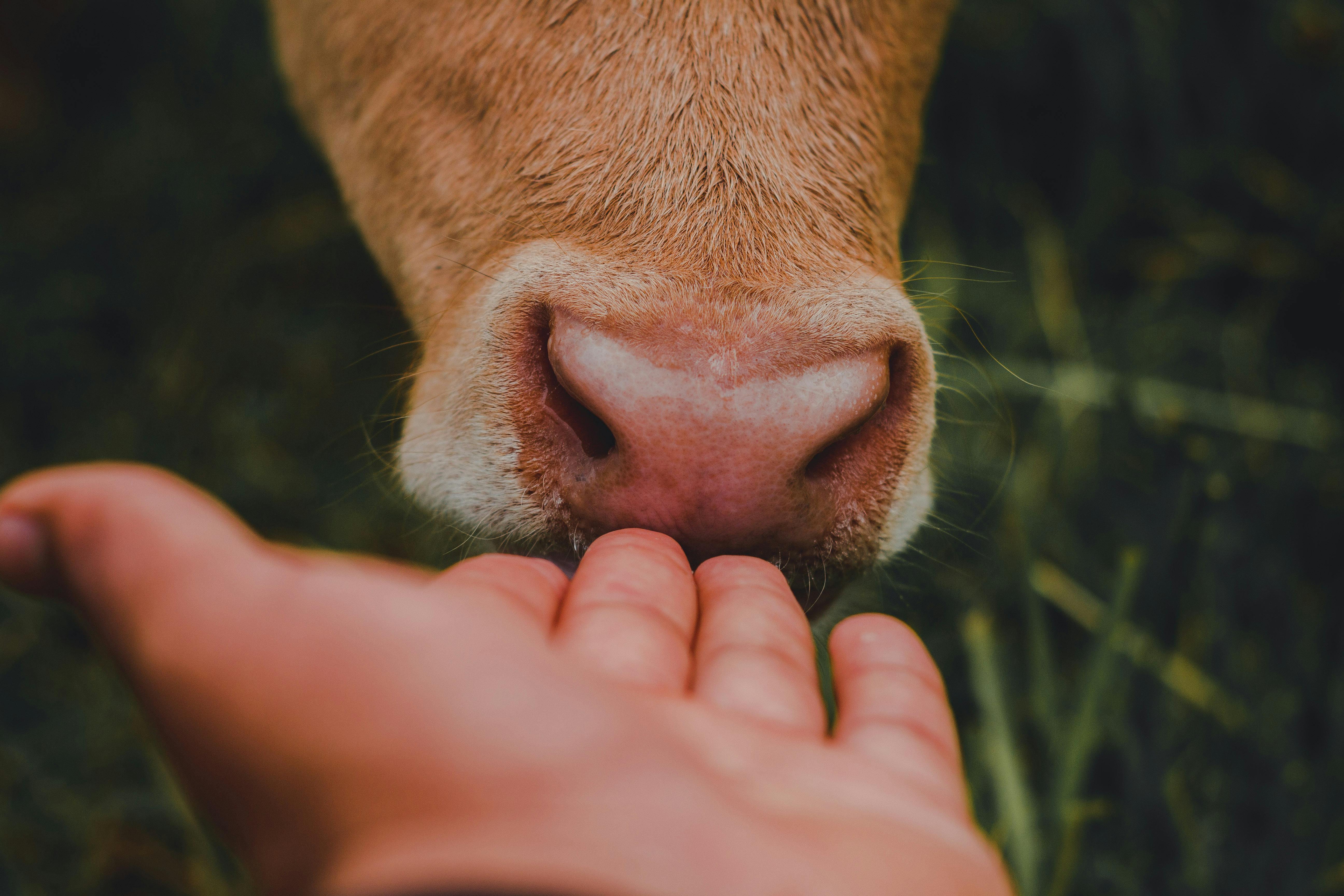 Cow Smelling Hand · Free Stock Photo