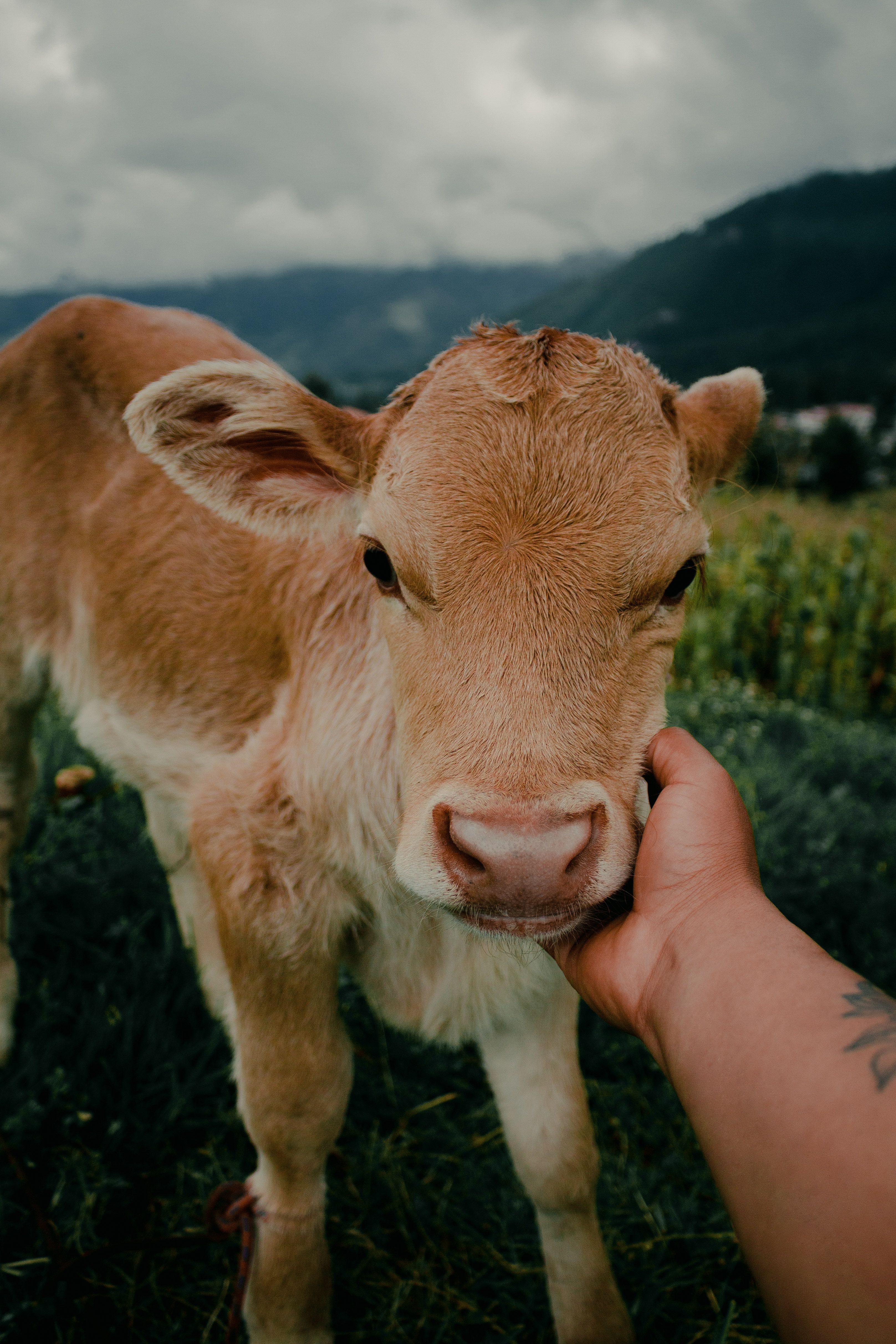 A Hand Touching a Calf · Free Stock Photo