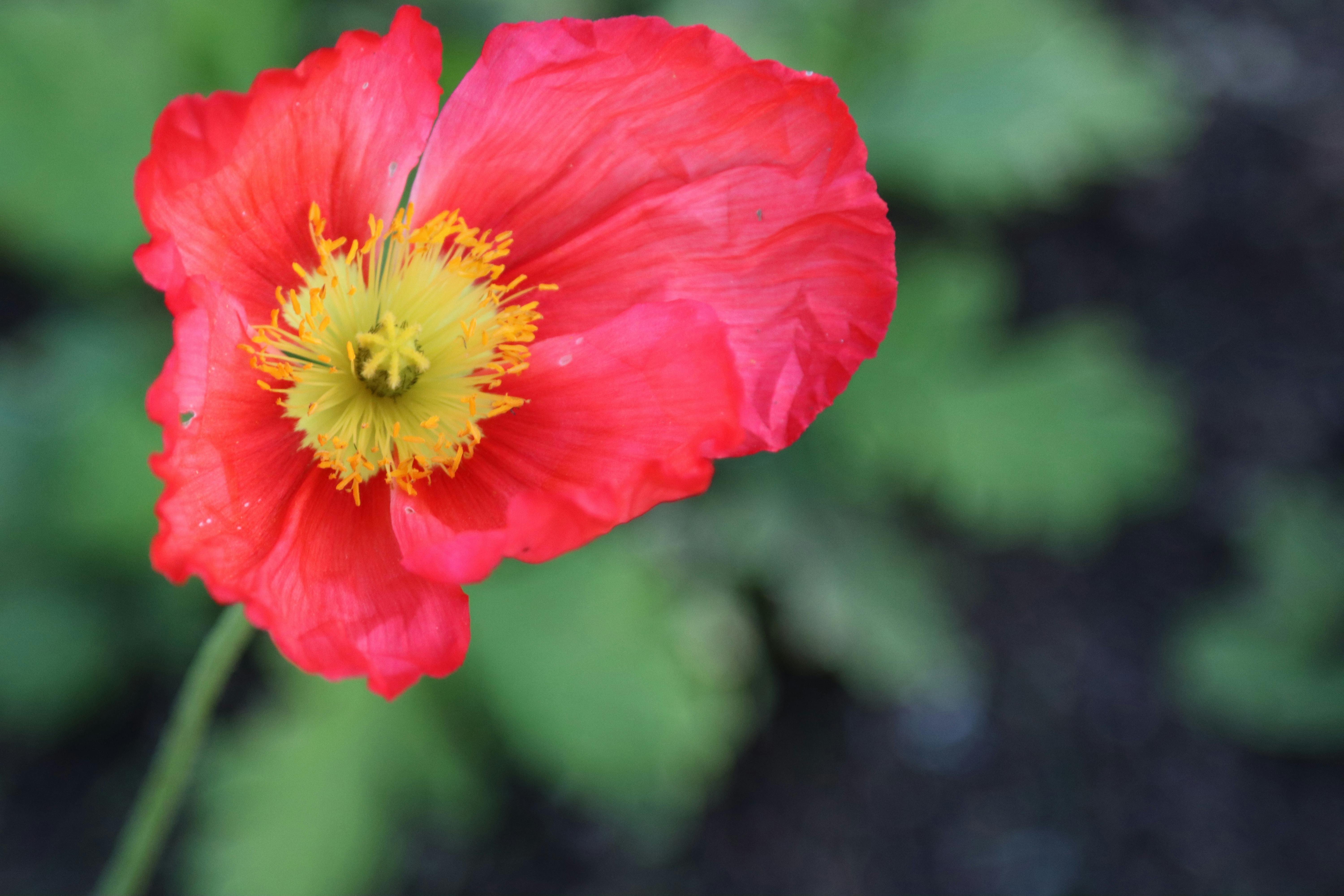 Free stock photo of flower, red, red flower