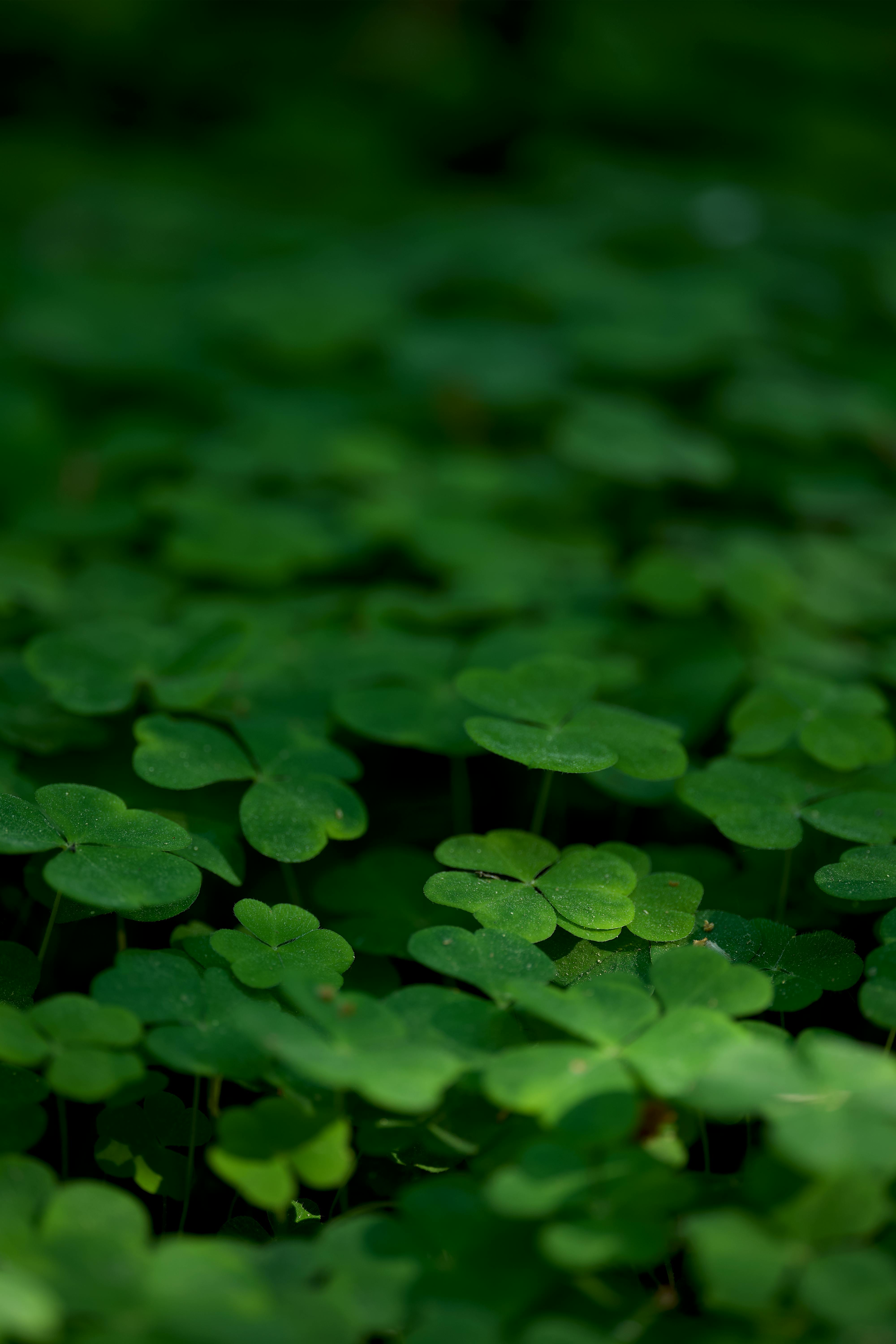 Clover Photos, Download The BEST Free Clover Stock Photos & HD Images