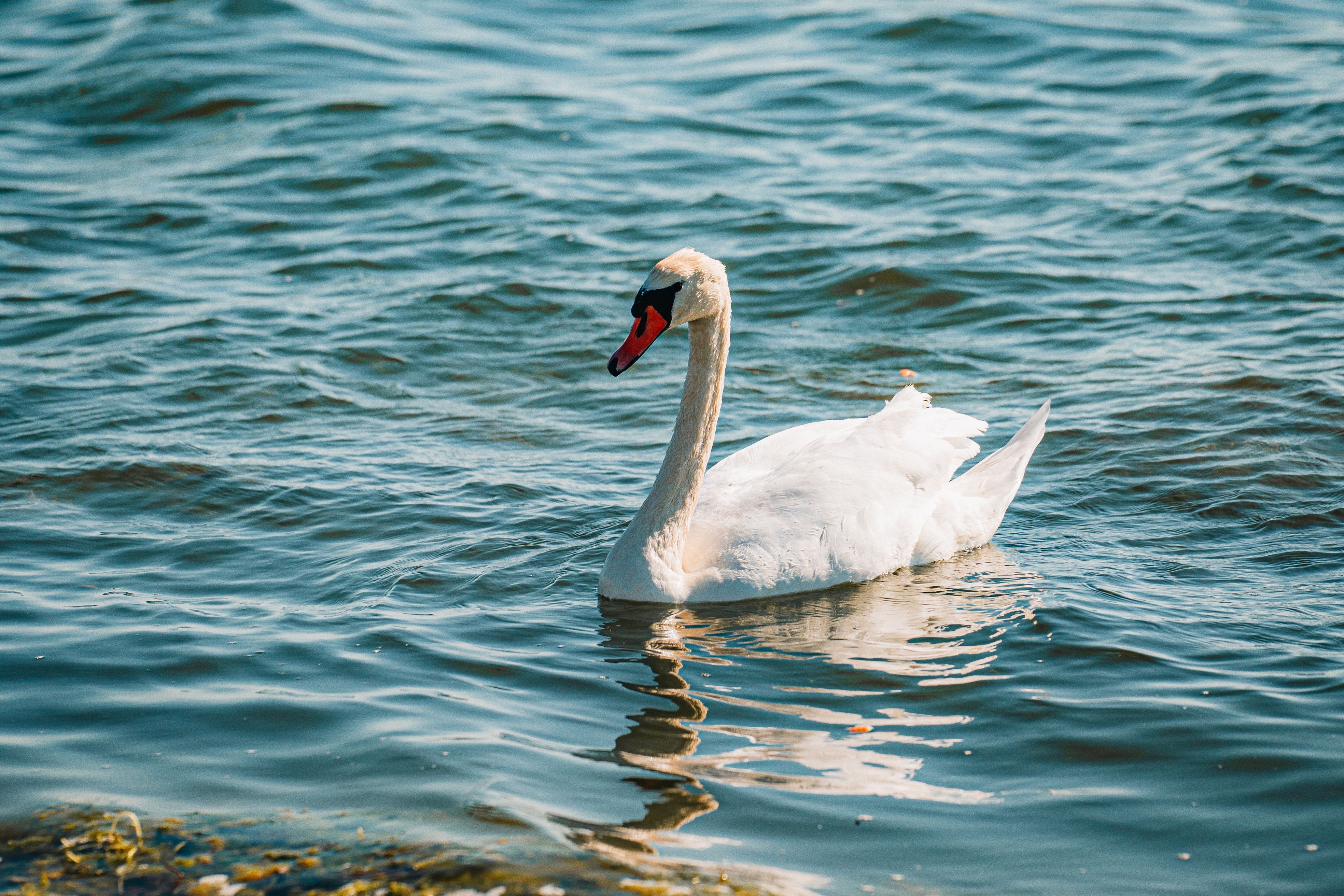 Close-up of a Swan Taking off from the Water Surface · Free Stock Photo