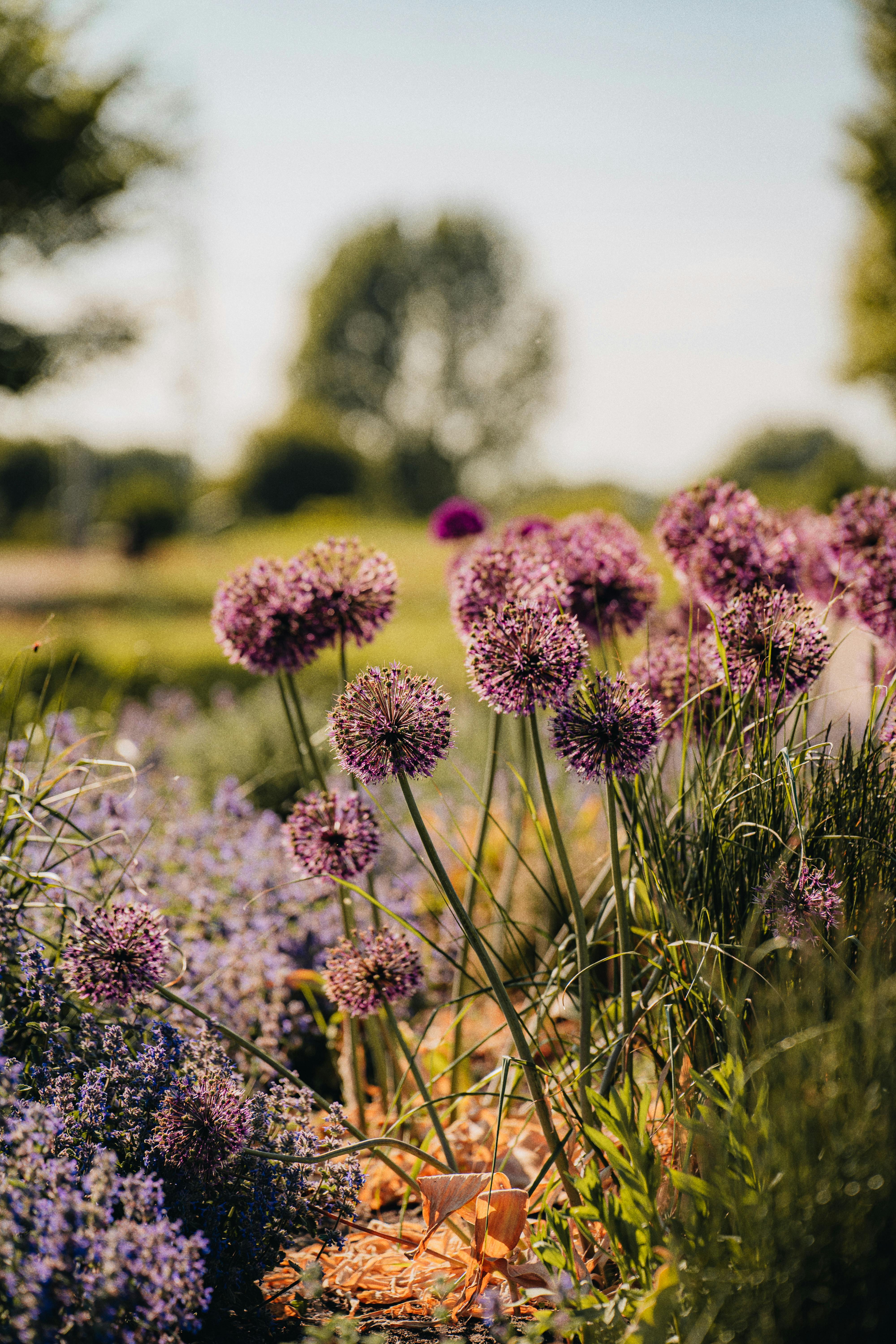 Ornamental Garlic Flowers in the Garden · Free Stock Photo
