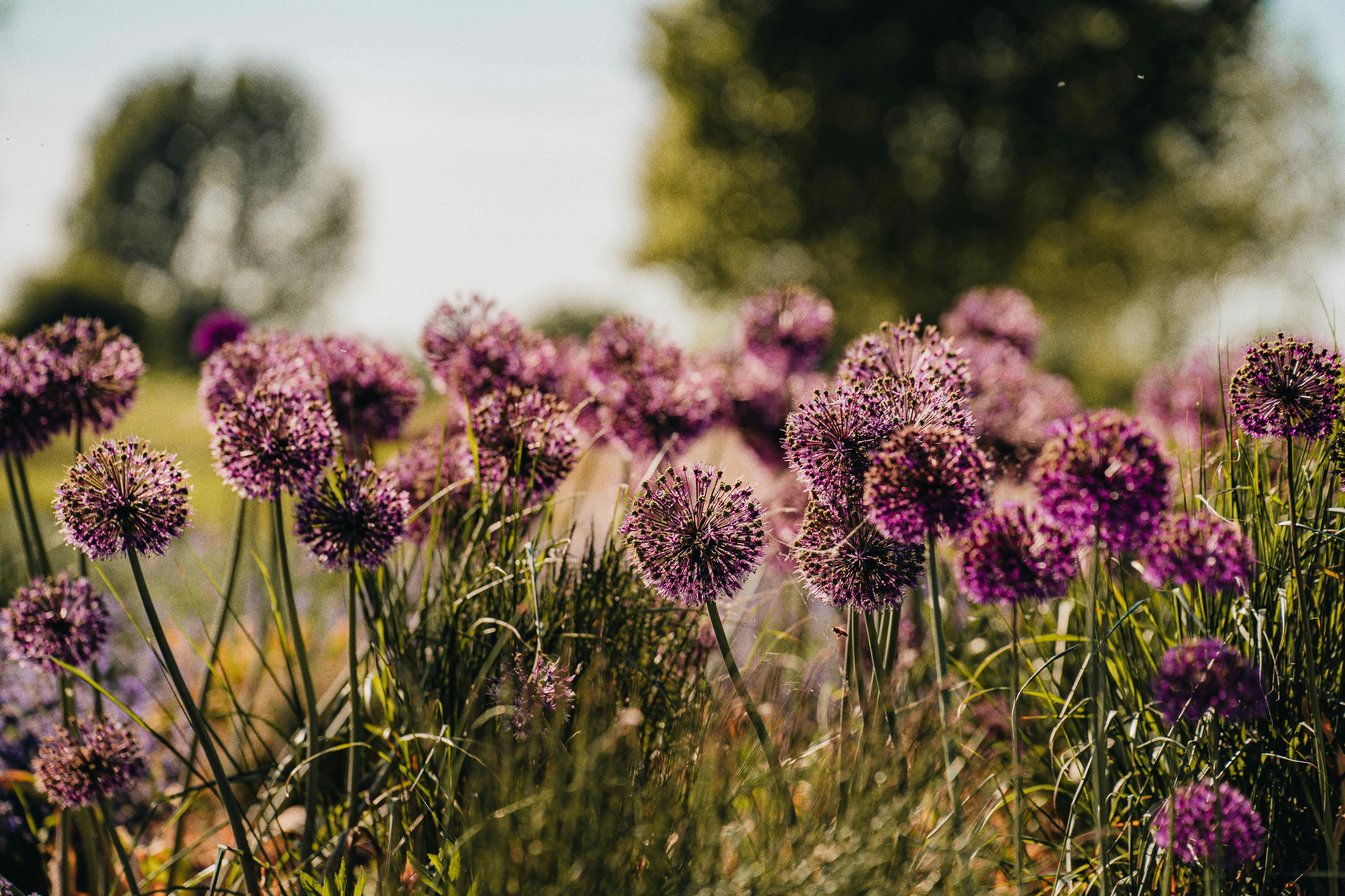 Violet Blooming Garlic · Free Stock Photo